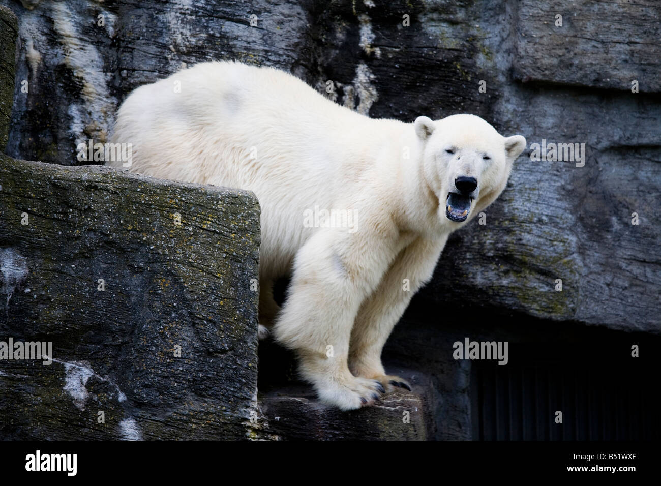 Polar bear Ursus maritimus Stock Photo - Alamy
