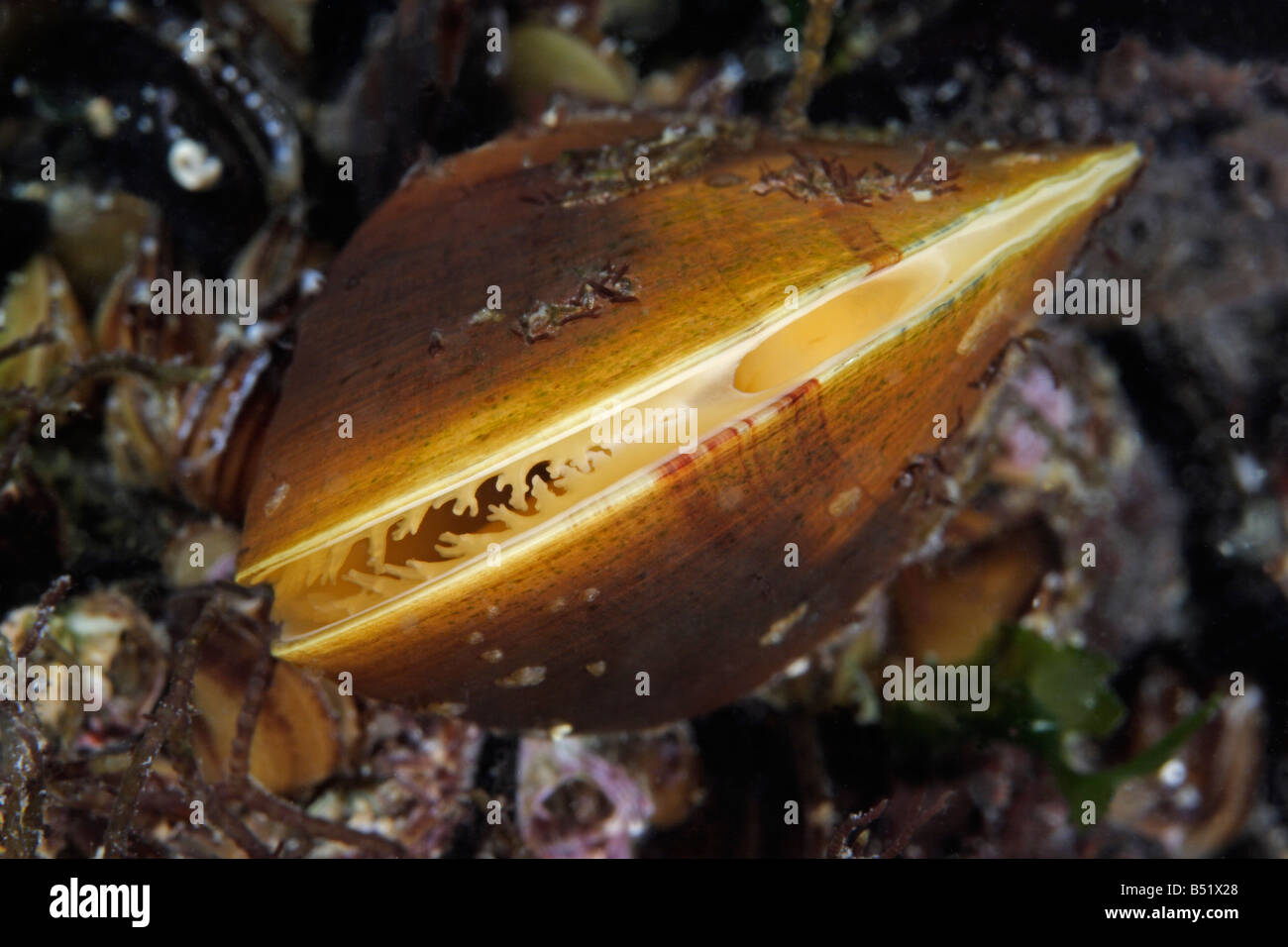 Mytilus edulis Blue mussel Common mussel Stock Photo - Alamy