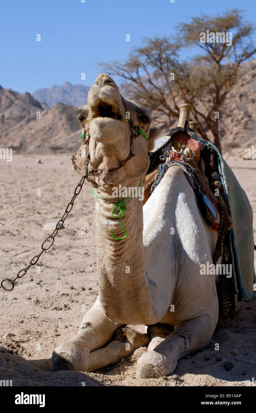 Camel Resting in the Sinai Desert Stock Photo - Alamy