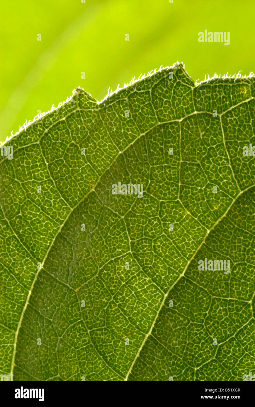 Fine leaf structures hi-res stock photography and images - Alamy