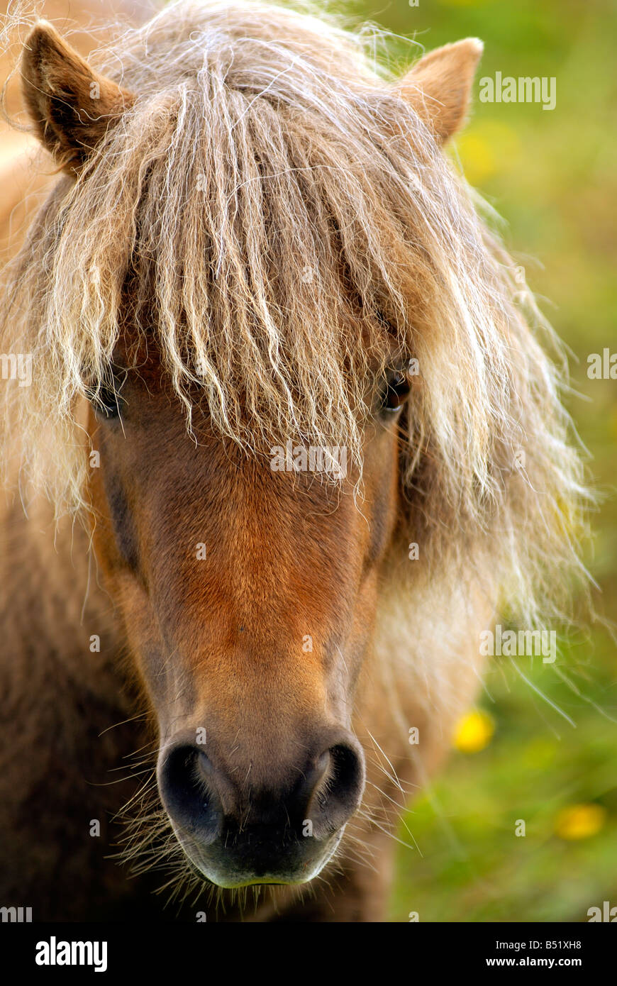 Shetland pony face close up hi-res stock photography and images - Alamy