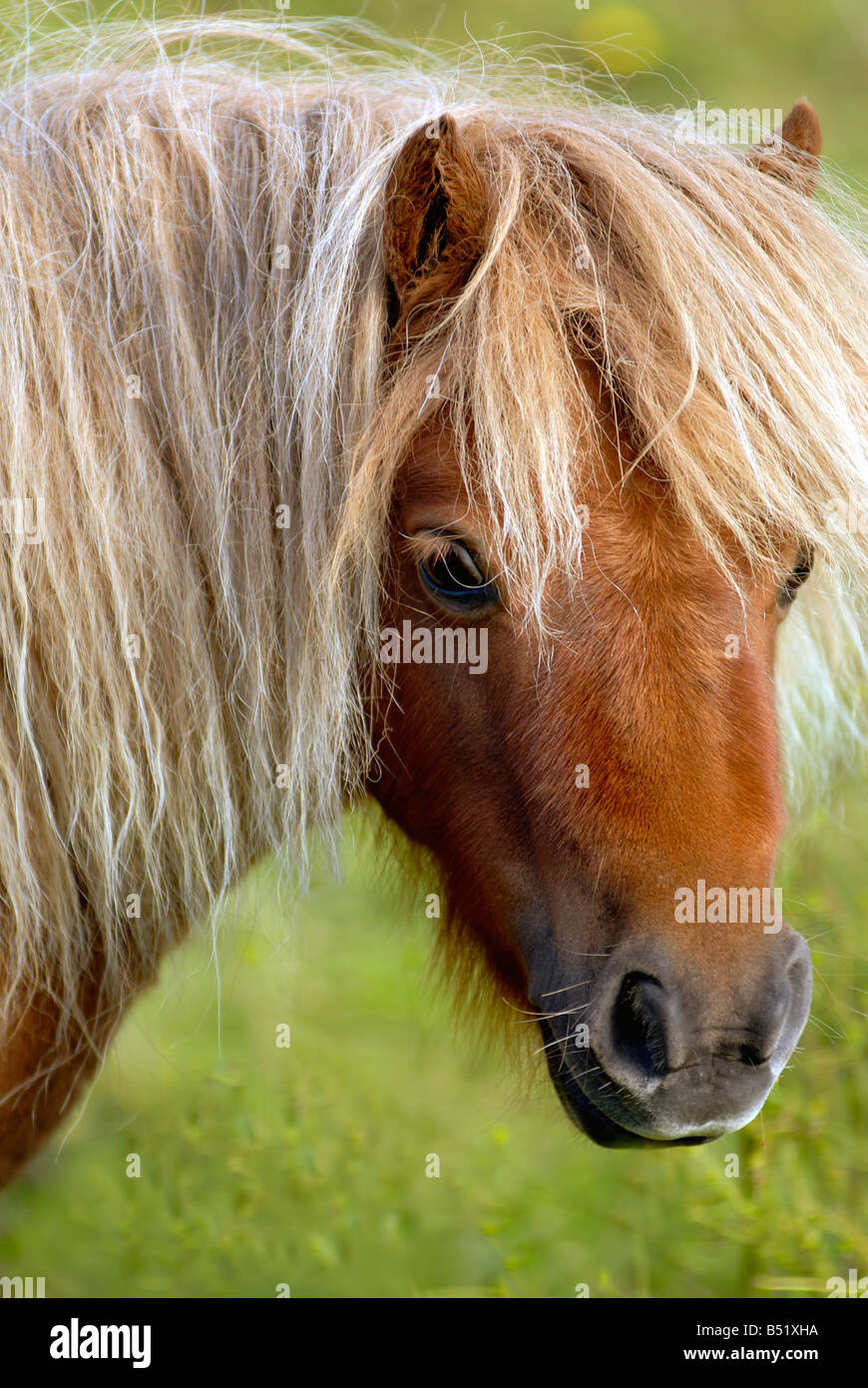 Shetland pony face close up hi-res stock photography and images - Alamy