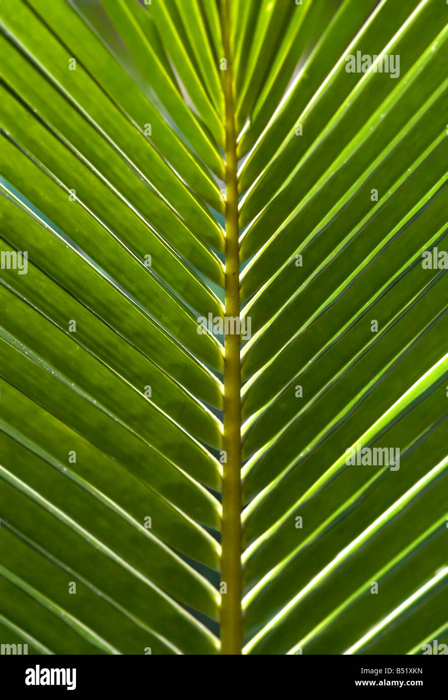Fine leaf structures hi-res stock photography and images - Alamy