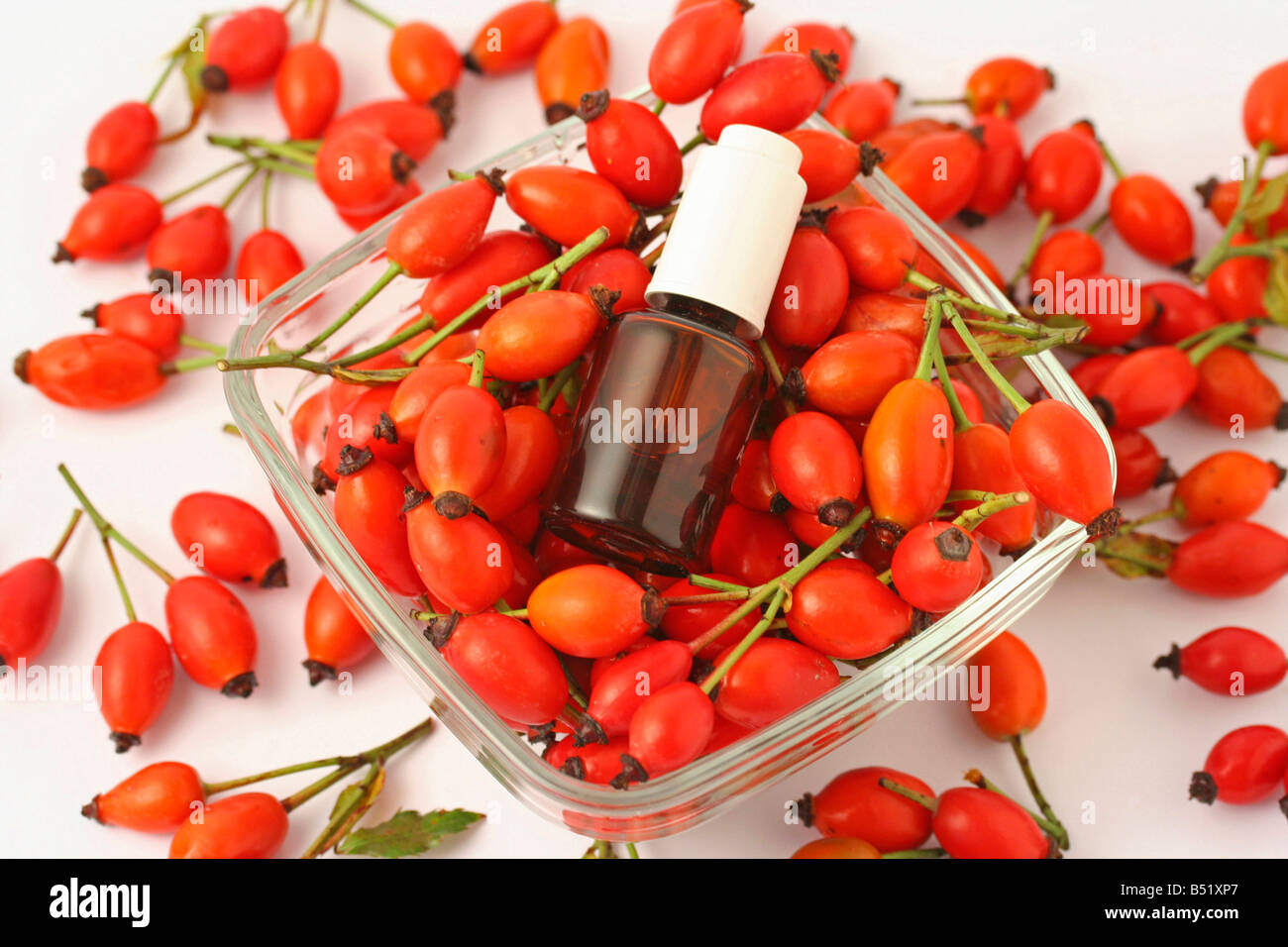 Rose with edible hips hi-res stock photography and images - Alamy