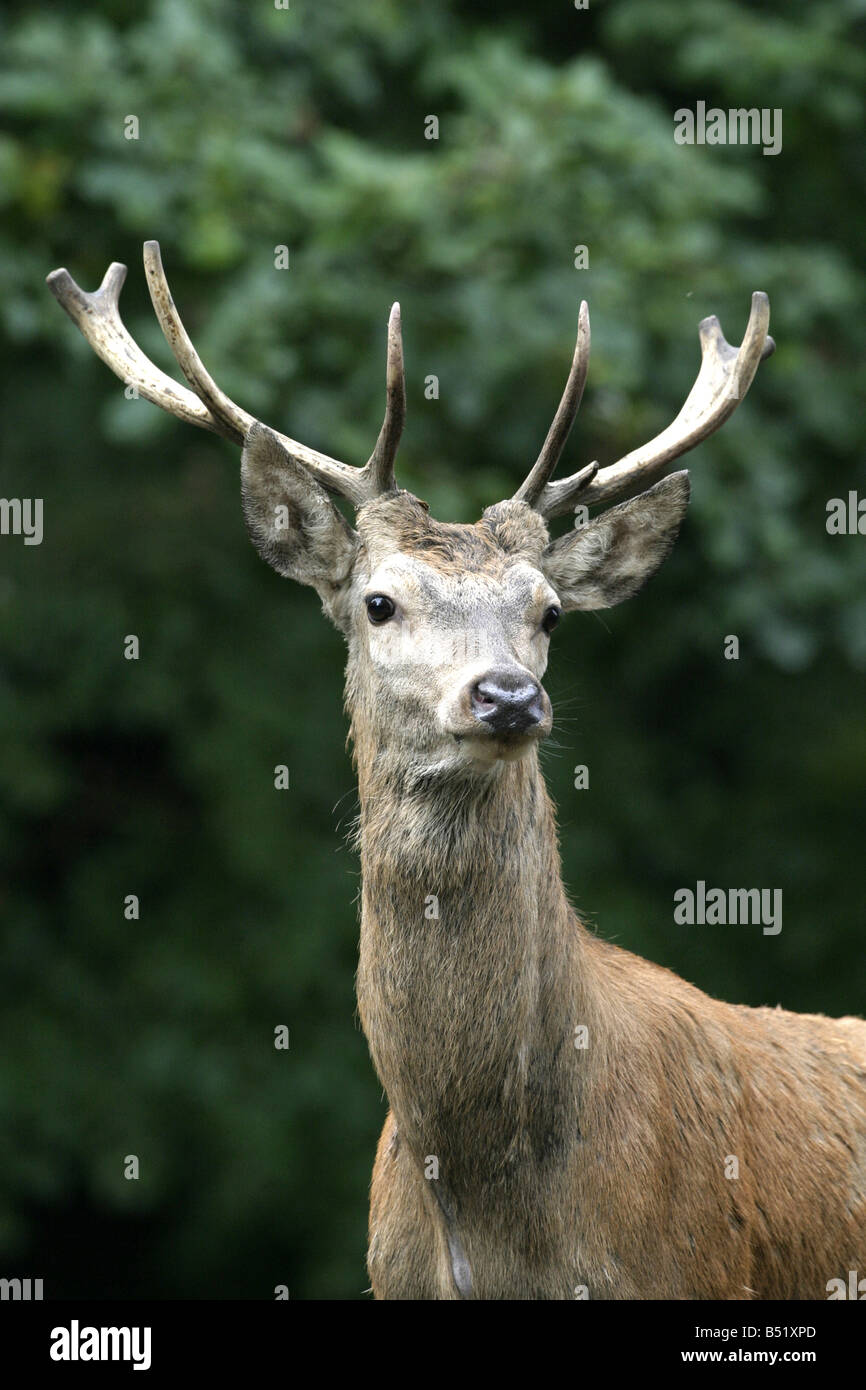 Germany deer animal people hi-res stock photography and images - Alamy