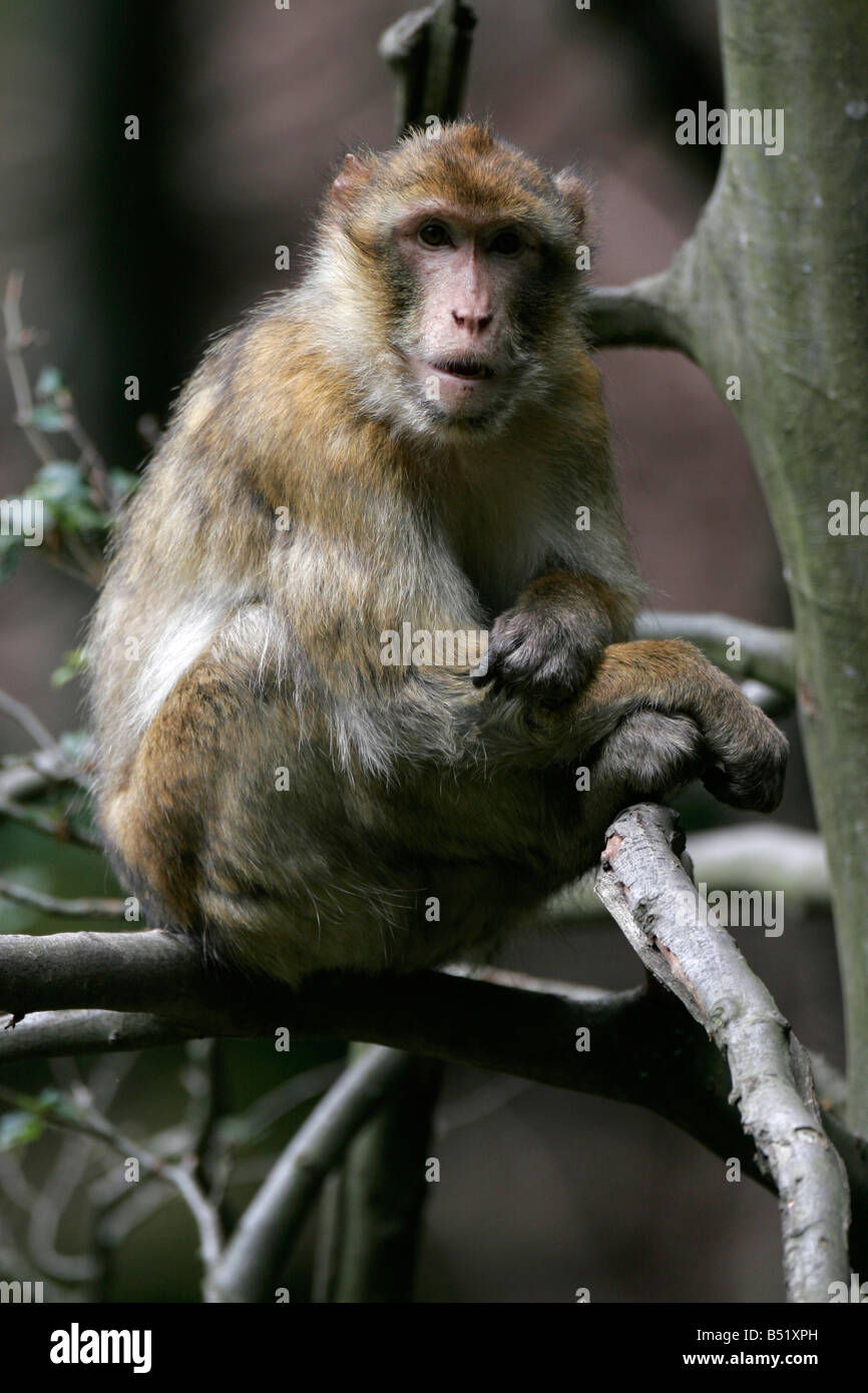 Berber monkey, Macaca Sylvanus Stock Photo - Alamy
