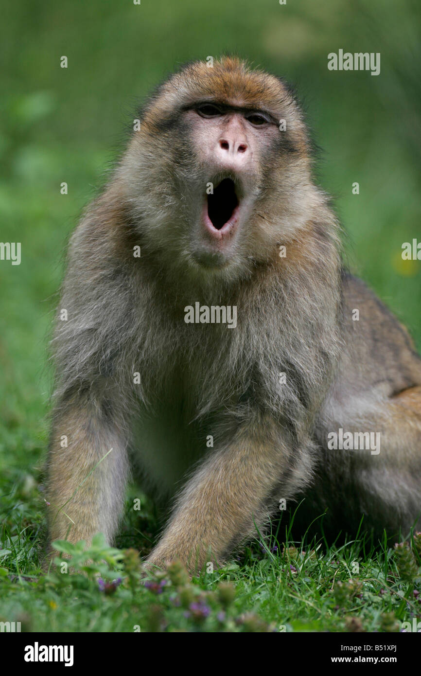 Berber monkey yawning (Macaca sylvanus Stock Photo - Alamy