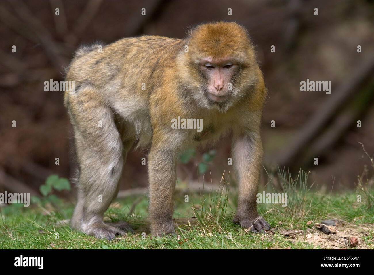 Berber Monkey Macaca Sylvanus High Resolution Stock Photography and ...