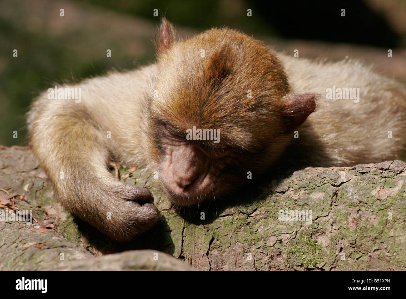 Berber macaque hi-res stock photography and images - Alamy