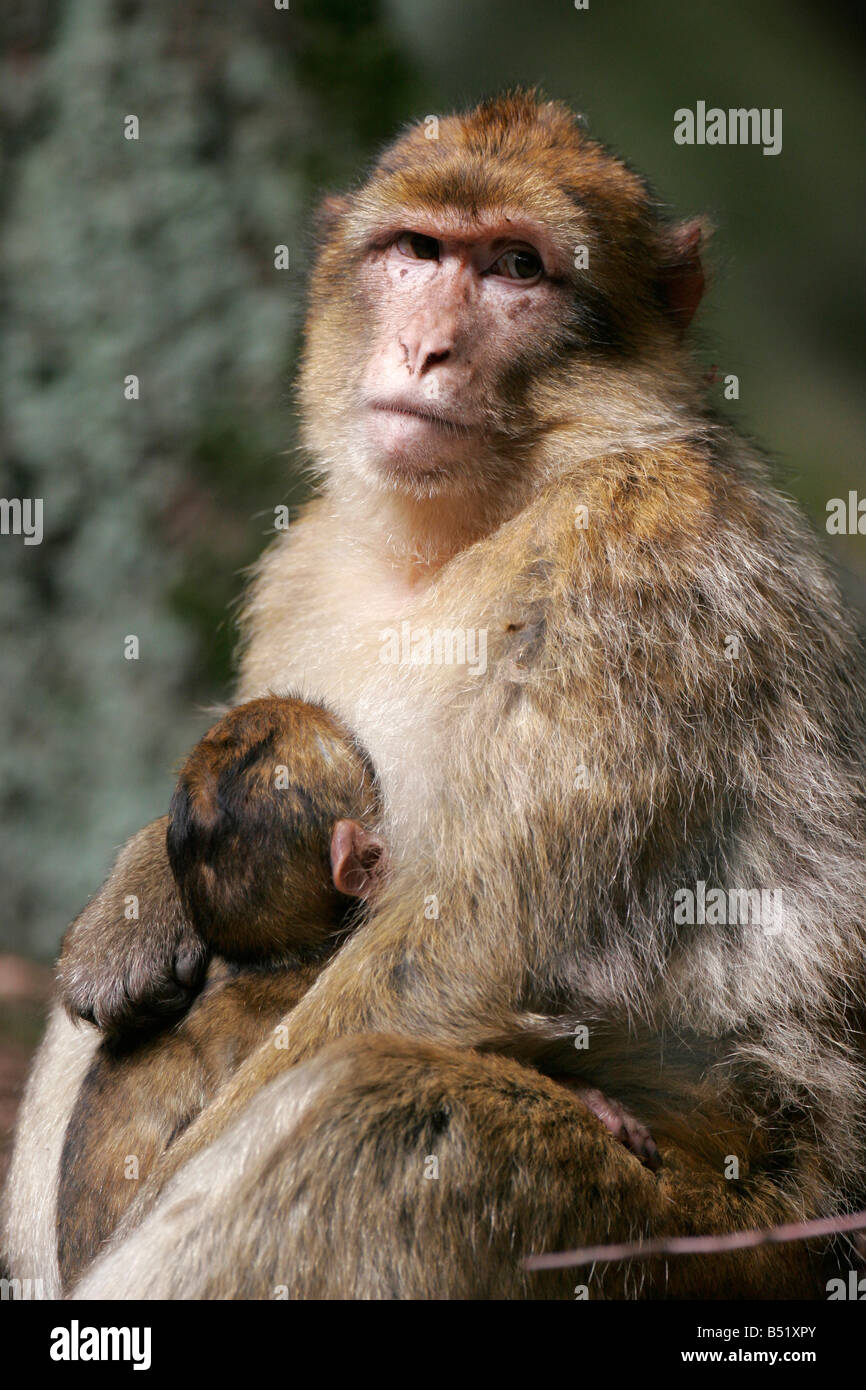 Berber monkey, Macaca Sylvanus Stock Photo - Alamy