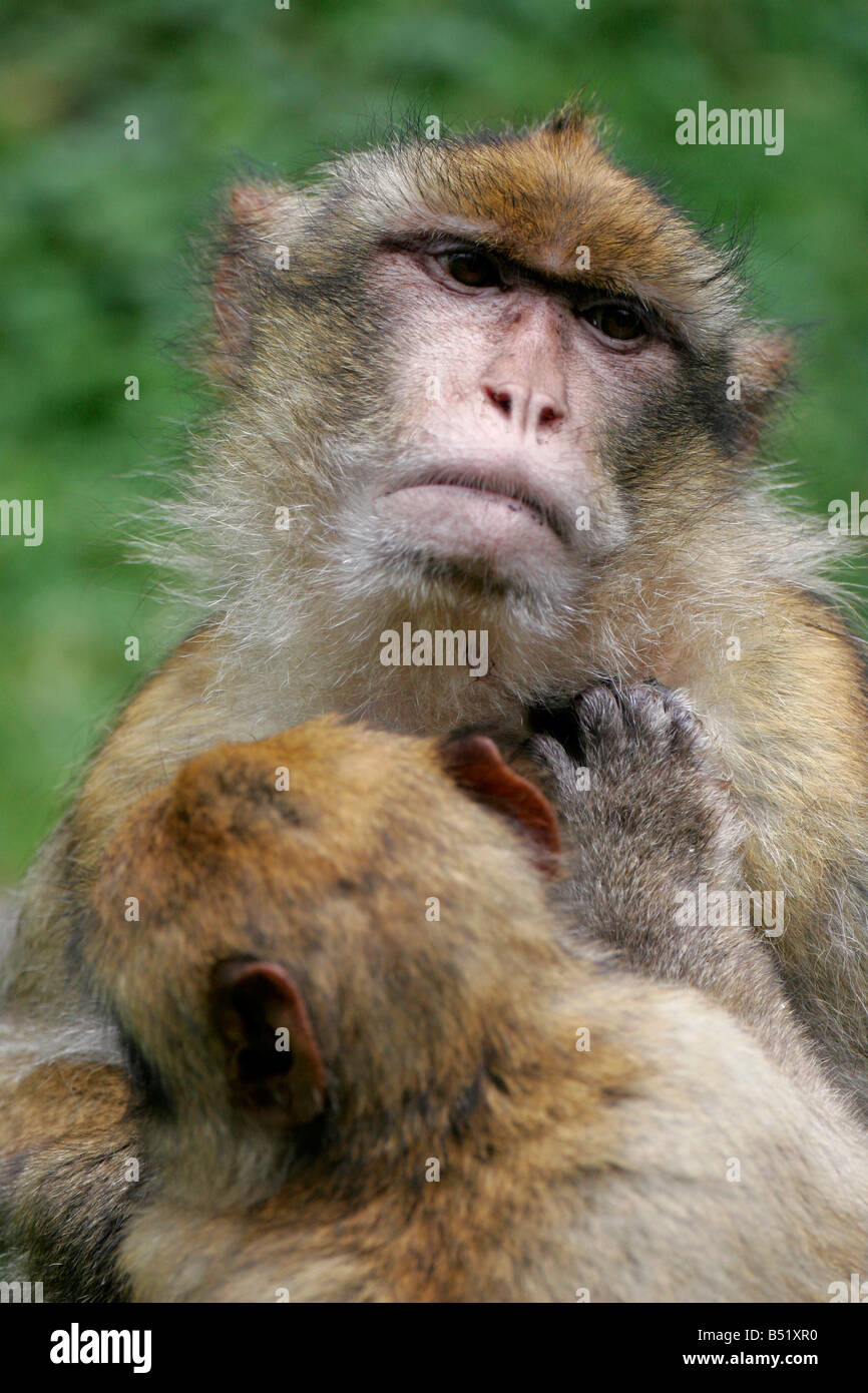 Berber monkey, Macaca Sylvanus Stock Photo - Alamy