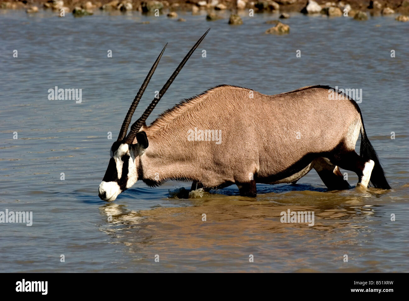Oryx antelope Oryx gazella Stock Photo - Alamy