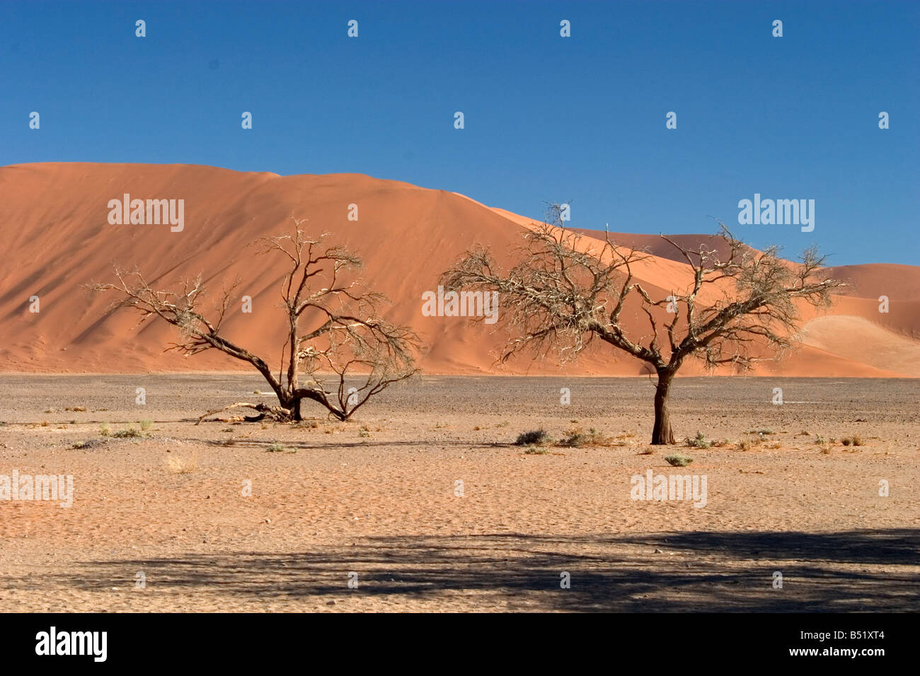 dune in Namibia Stock Photo - Alamy