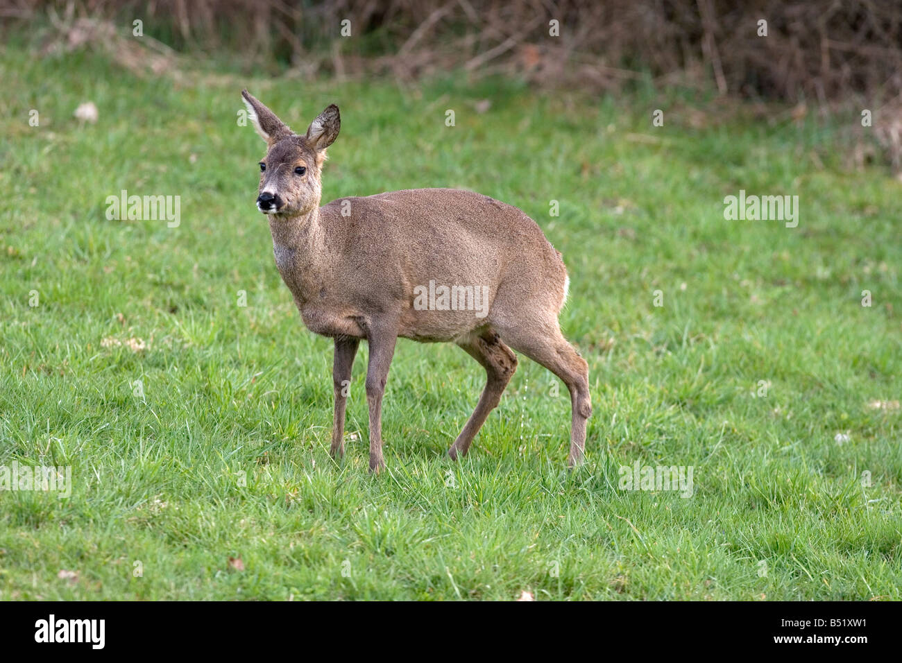 deer Capreolus capreolus Stock Photo - Alamy