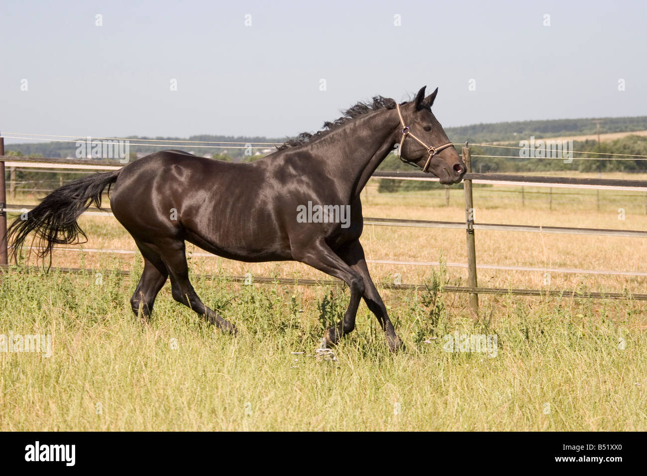 Oldenburg mare hi-res stock photography and images - Alamy