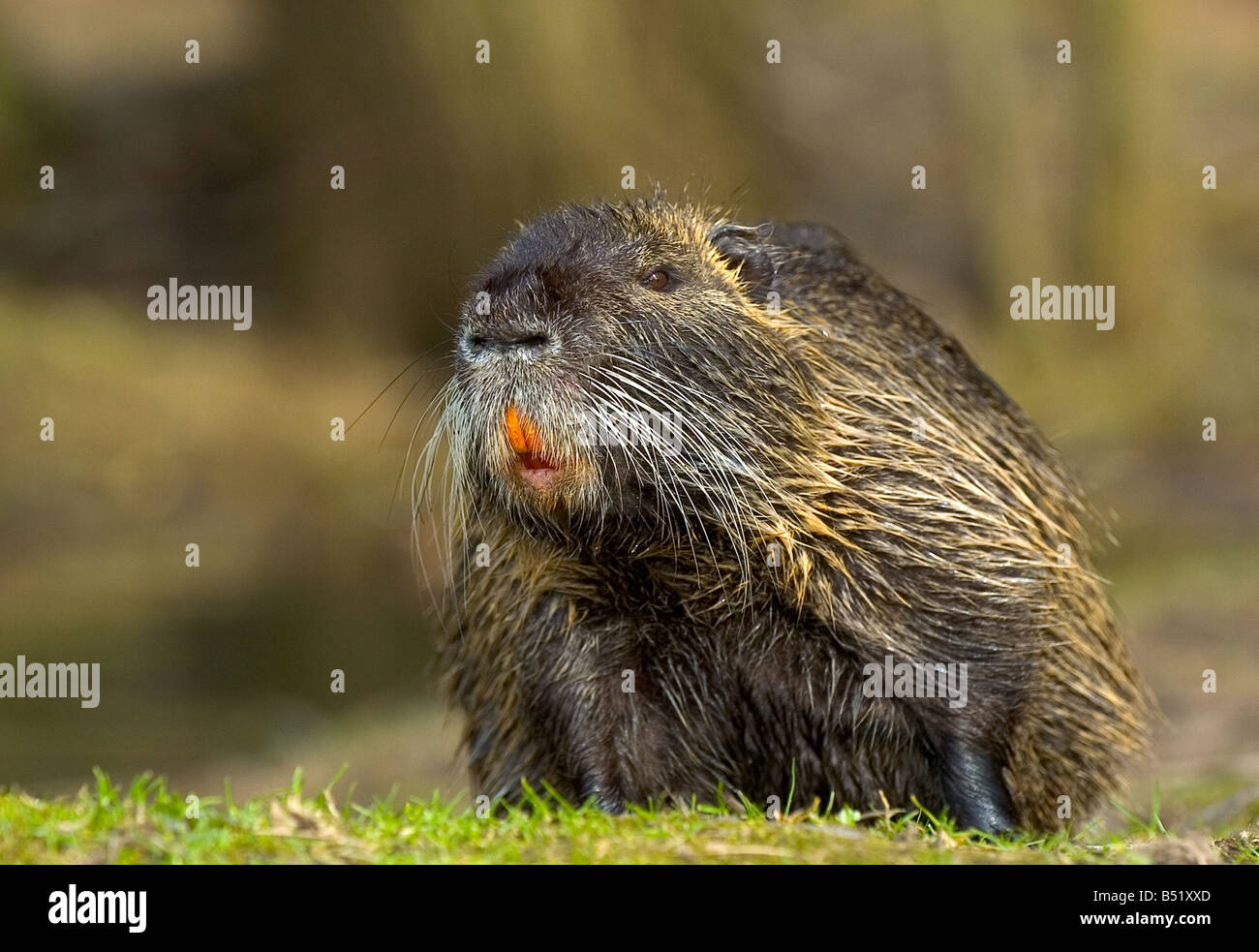 Nutria myocastor coypus sitting hi-res stock photography and images - Alamy