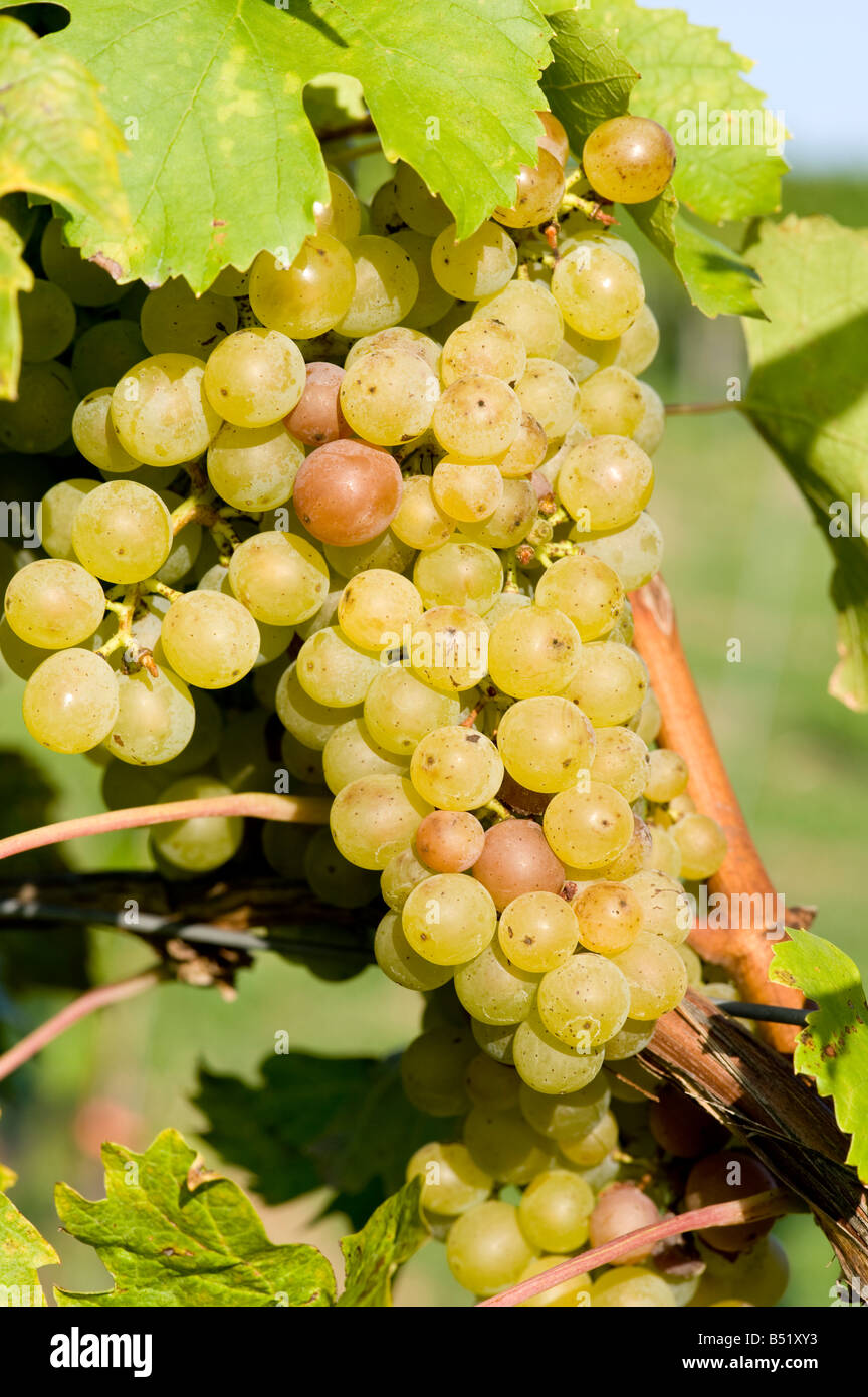 German vineyard vines slope hi-res stock photography and images - Alamy