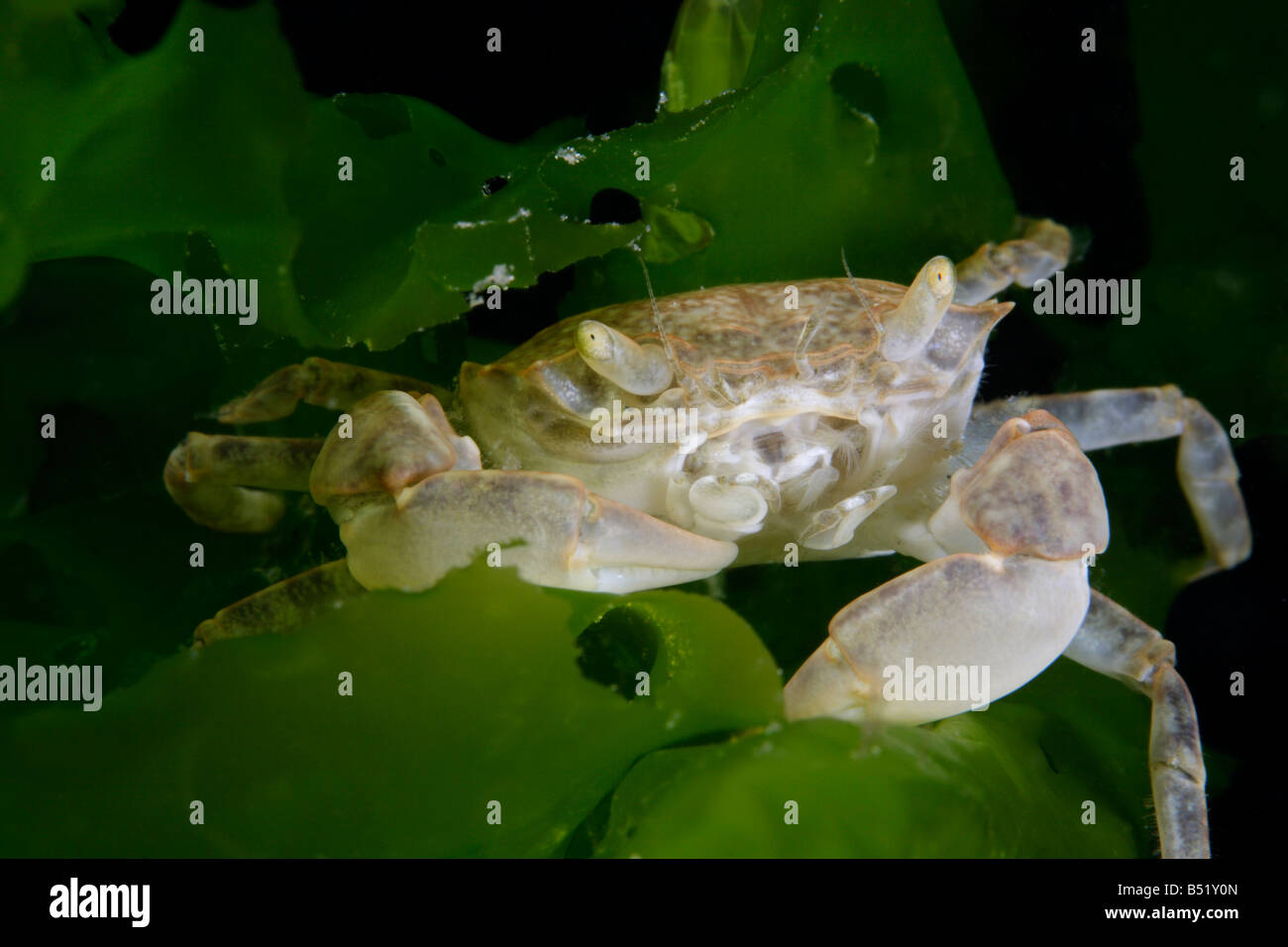 Carcinus maenas, common littoral crab, European shore crab Stock Photo ...