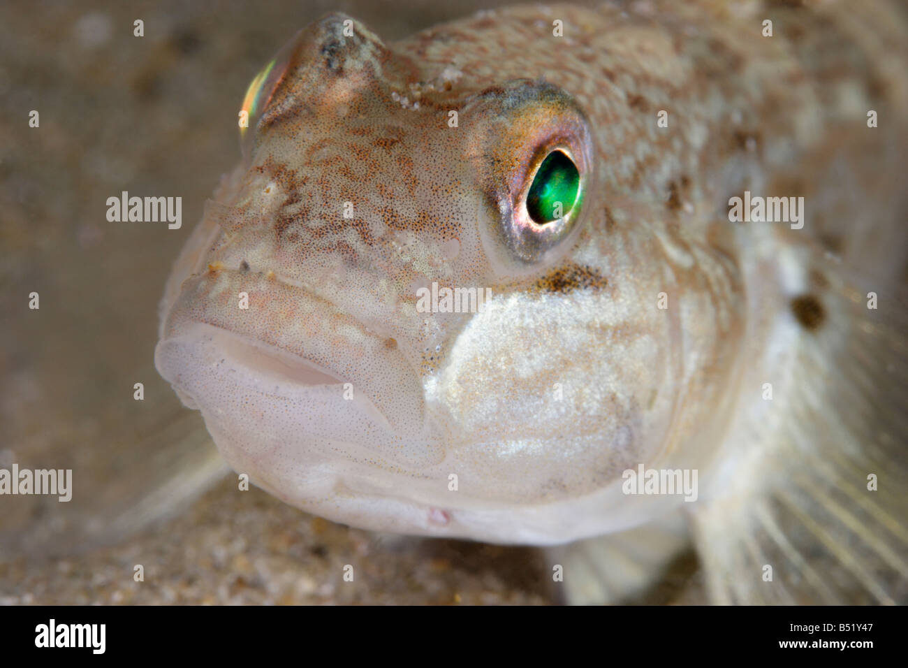 Gobius paganellus, Rock goby, Bulgaria, Black Sea Stock Photo - Alamy