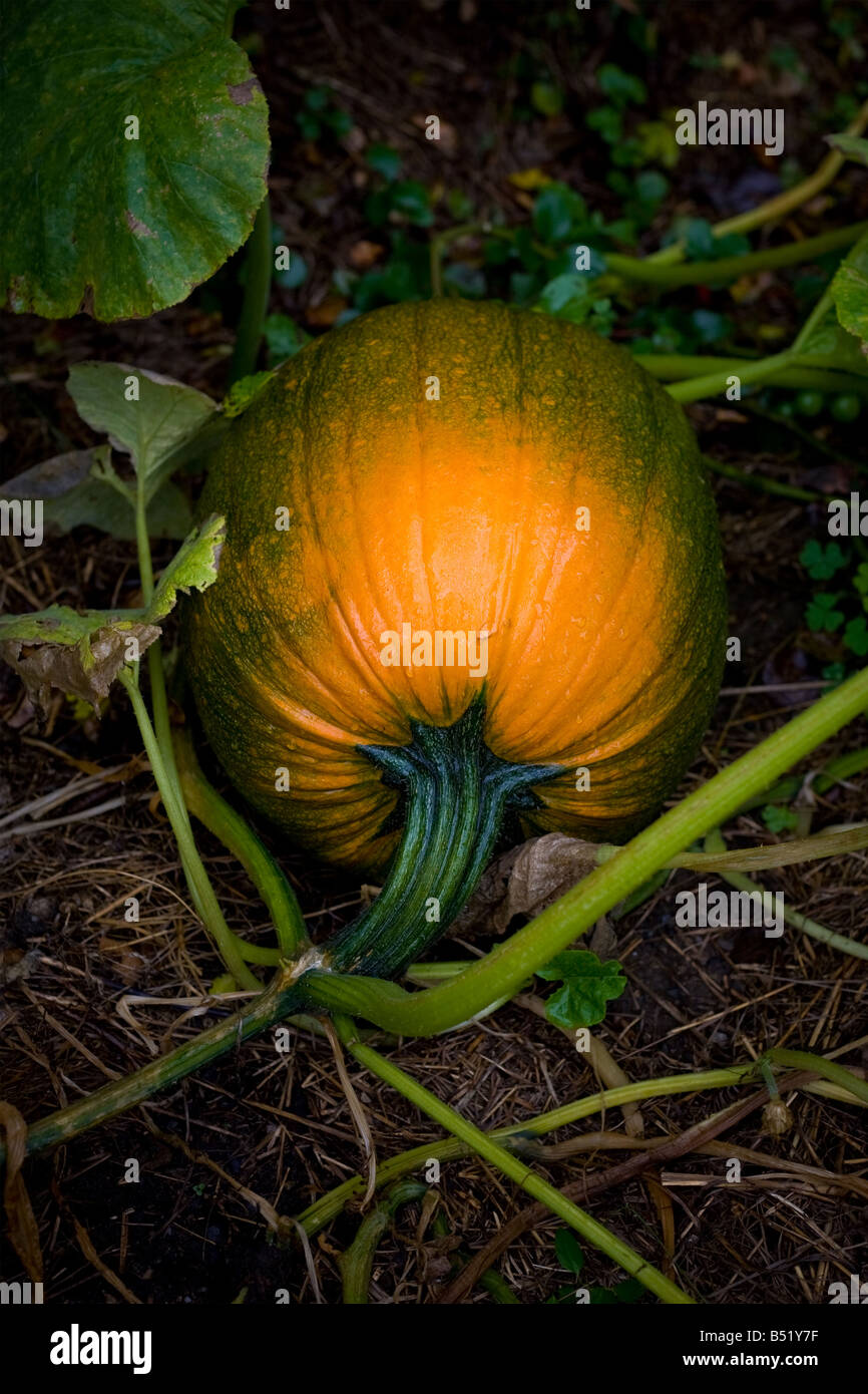 single pumpkin in patch on garden vine Stock Photo - Alamy