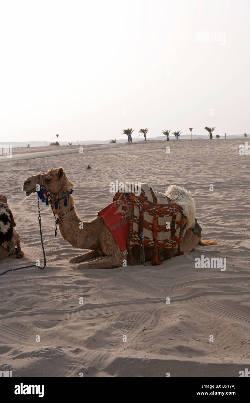 Qatar camel in the desert Stock Photo - Alamy