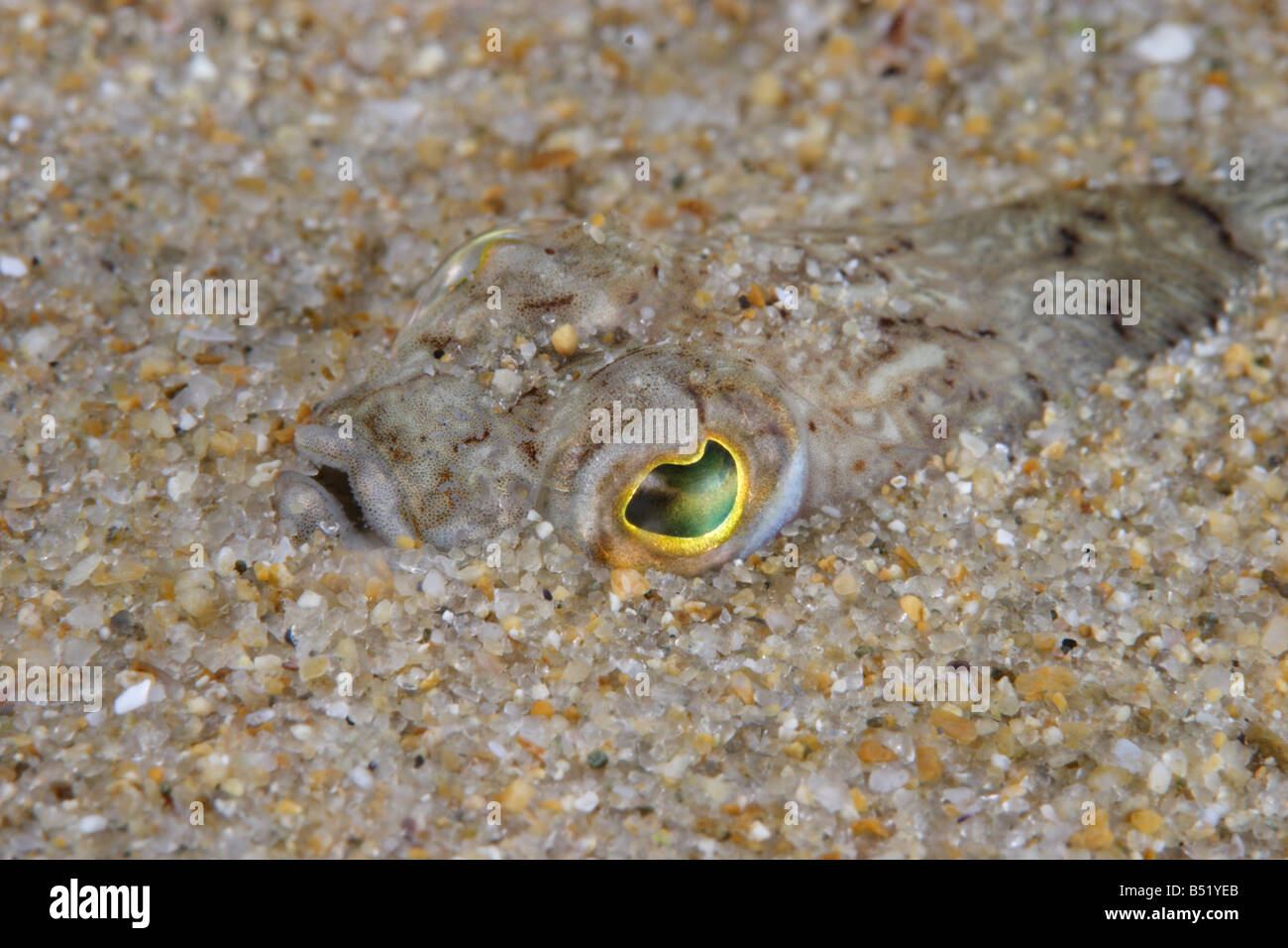 Weever trachinidae fish marine hi-res stock photography and images - Alamy