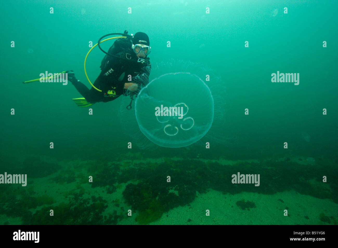 Scuba diver moon jellyfish hi-res stock photography and images - Alamy