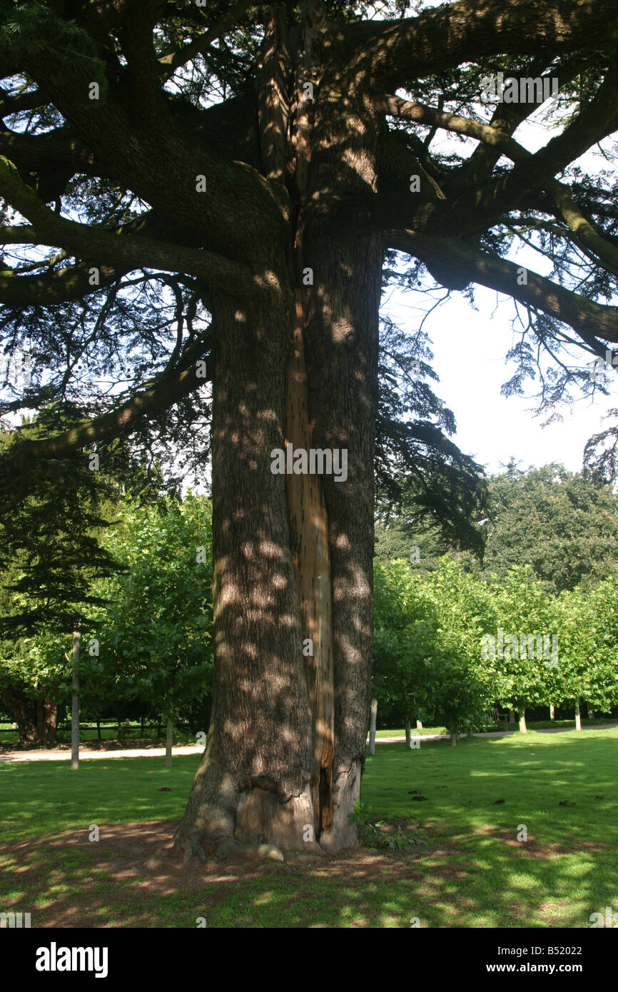 Cedar of Lebanon Cedrus libani This tree shows significant signs of ...