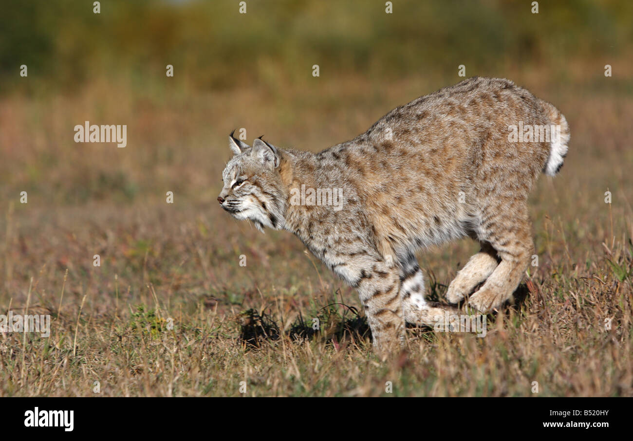 Bobcat Running