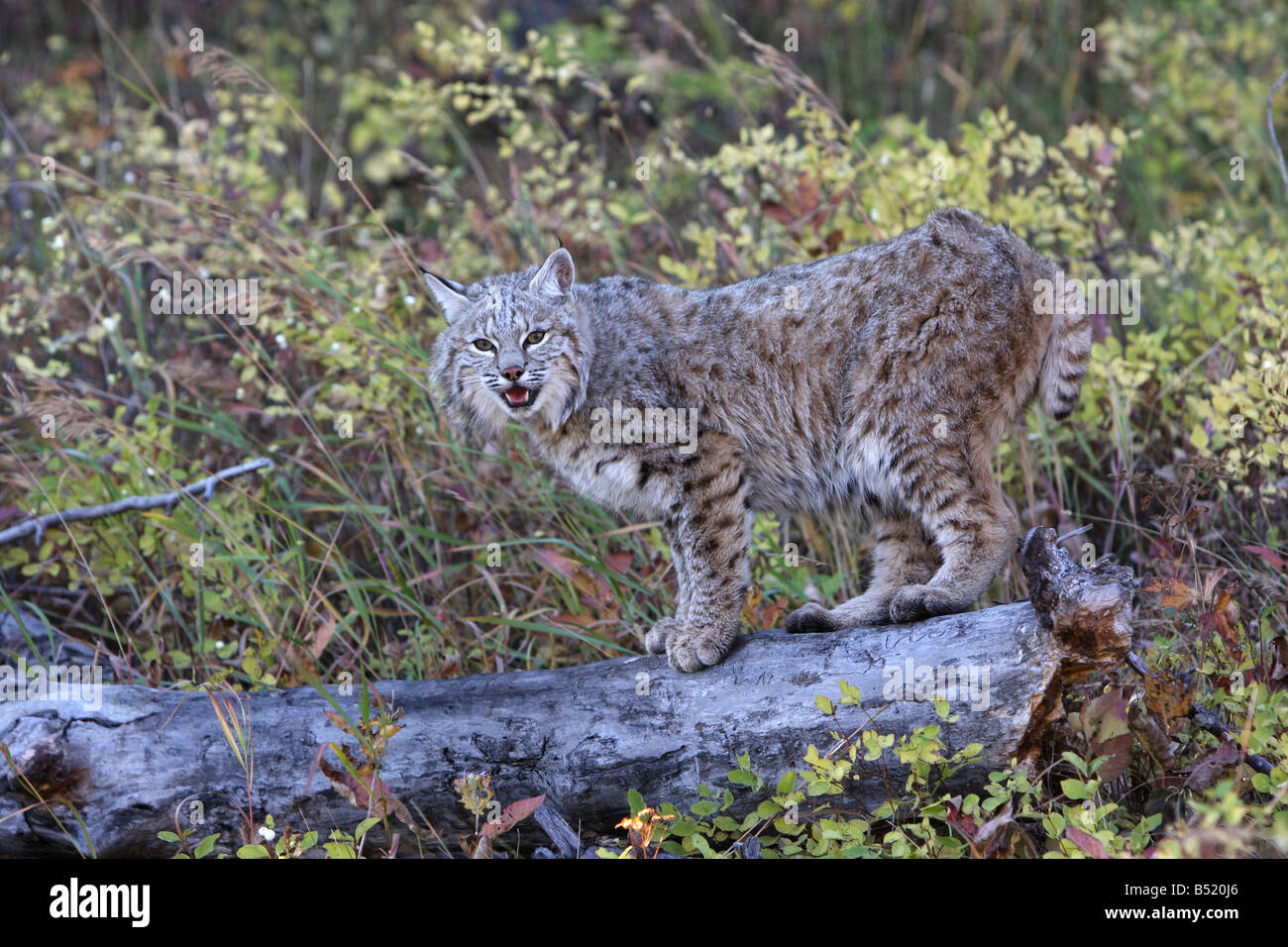 Bobcat, Lynx rufus Stock Photo - Alamy