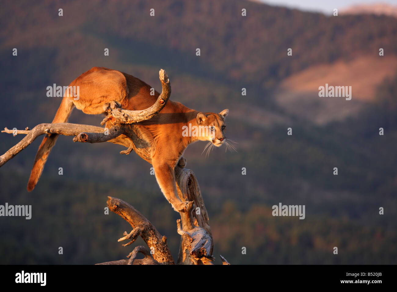 Puma in tree hi-res stock photography and images - Alamy