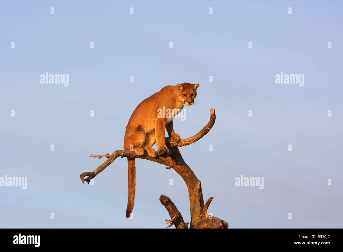 Mountain lion, cougar, puma, in tree Stock Photo - Alamy