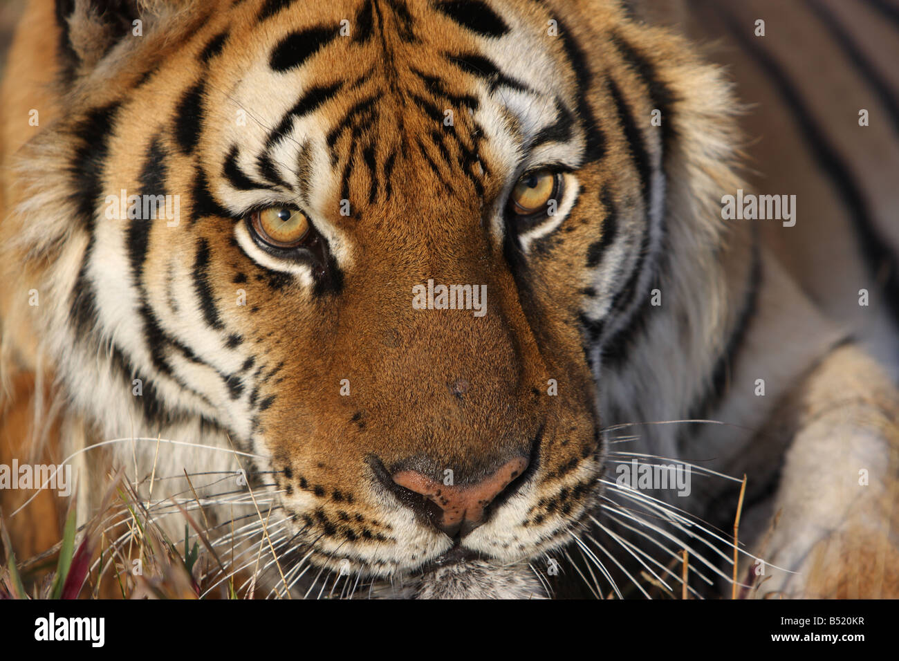 Tiger closeup face hi-res stock photography and images - Alamy