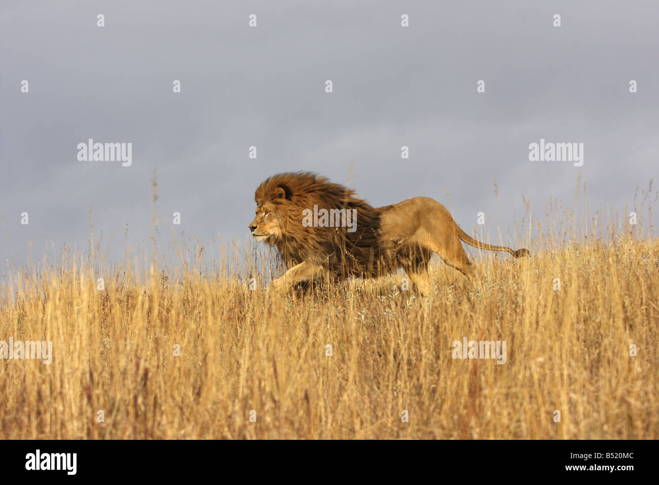 Lion Running High Resolution Stock Photography and Images - Alamy