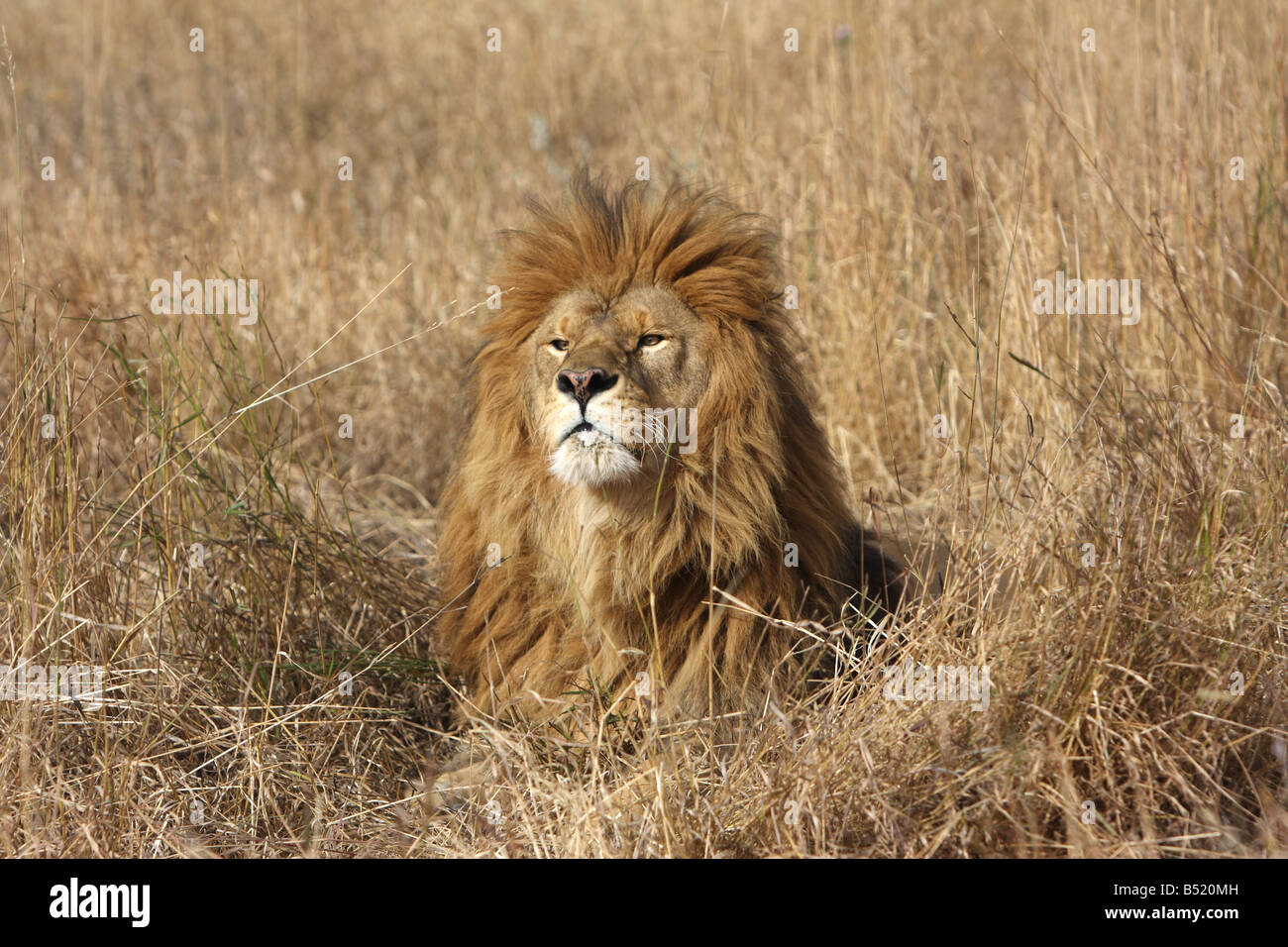 Atlas barbary lion panthera leo hi-res stock photography and images - Alamy