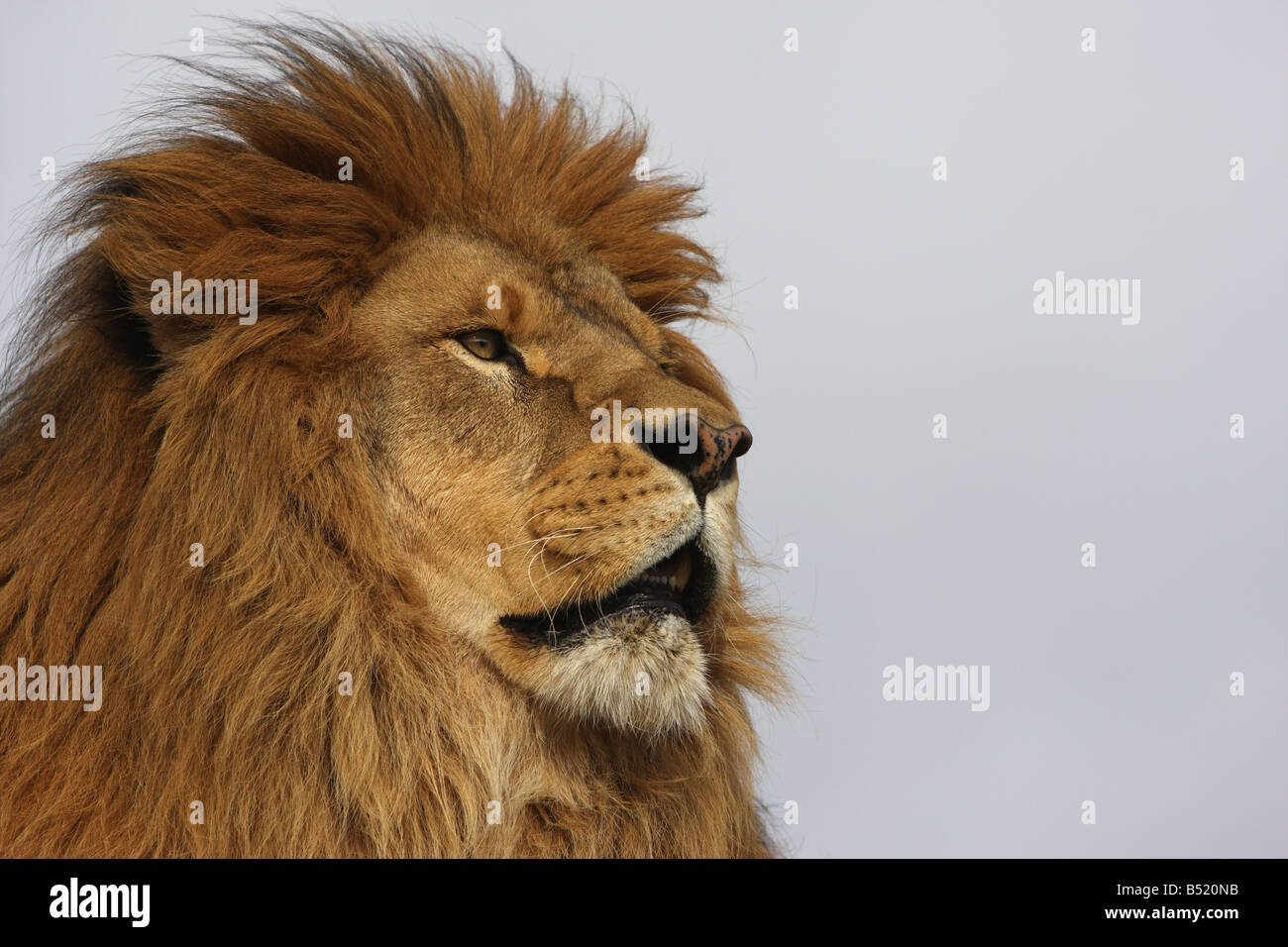 Male lion face closeup hi-res stock photography and images - Alamy
