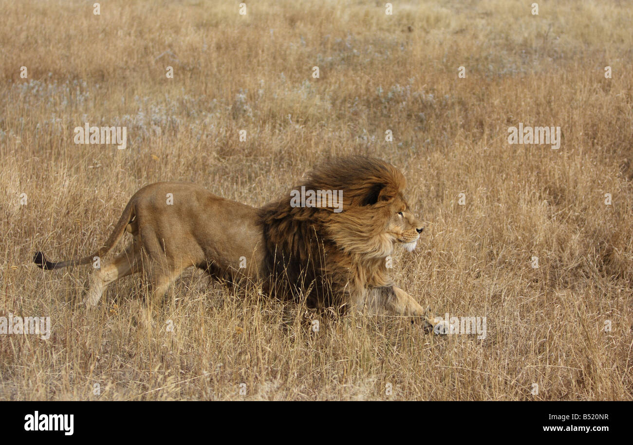 Lion Running High Resolution Stock Photography and Images - Alamy