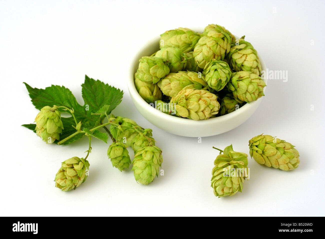 Brewer's hops Humulus lupulus Stock Photo - Alamy