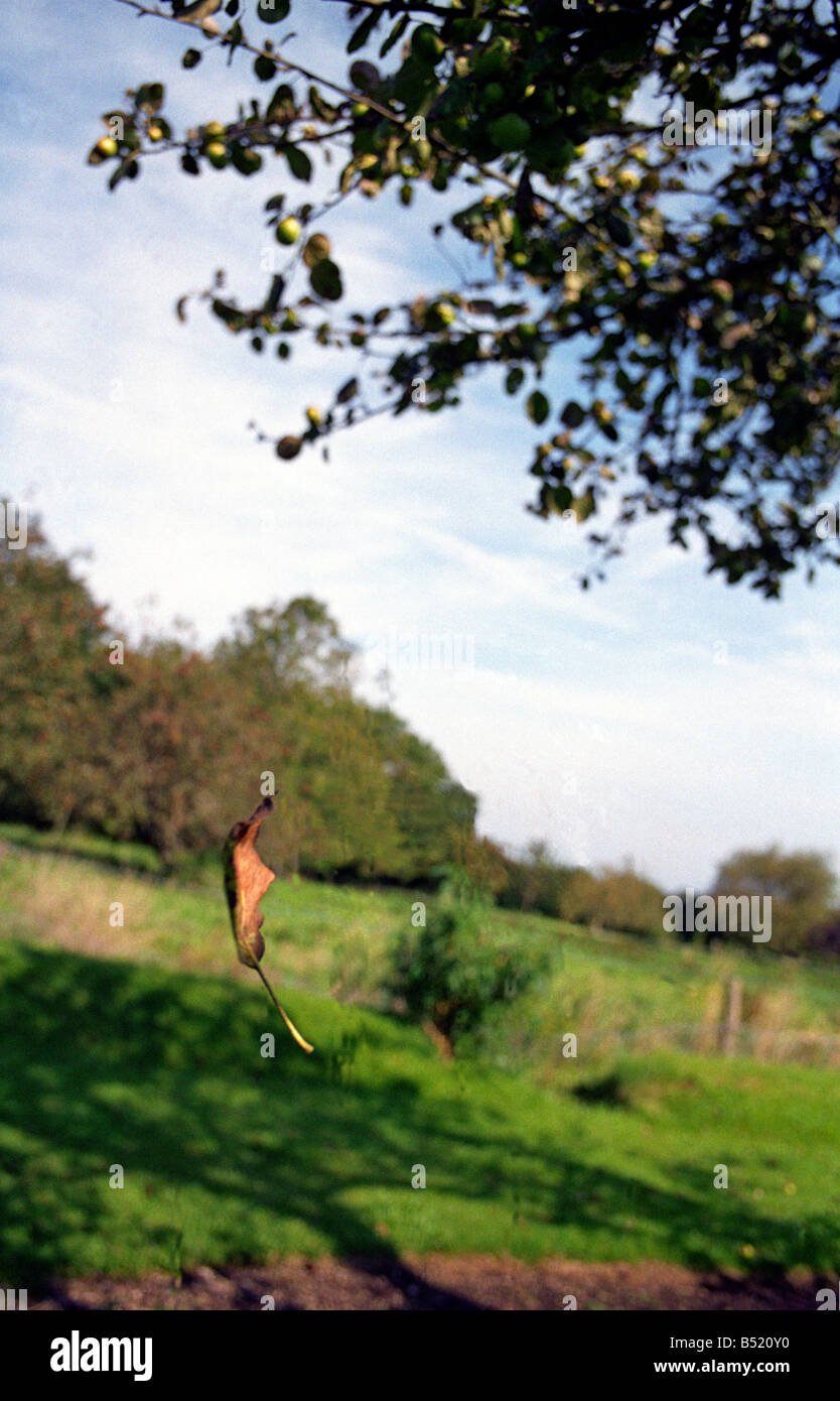 Apple falling tree hi-res stock photography and images - Alamy