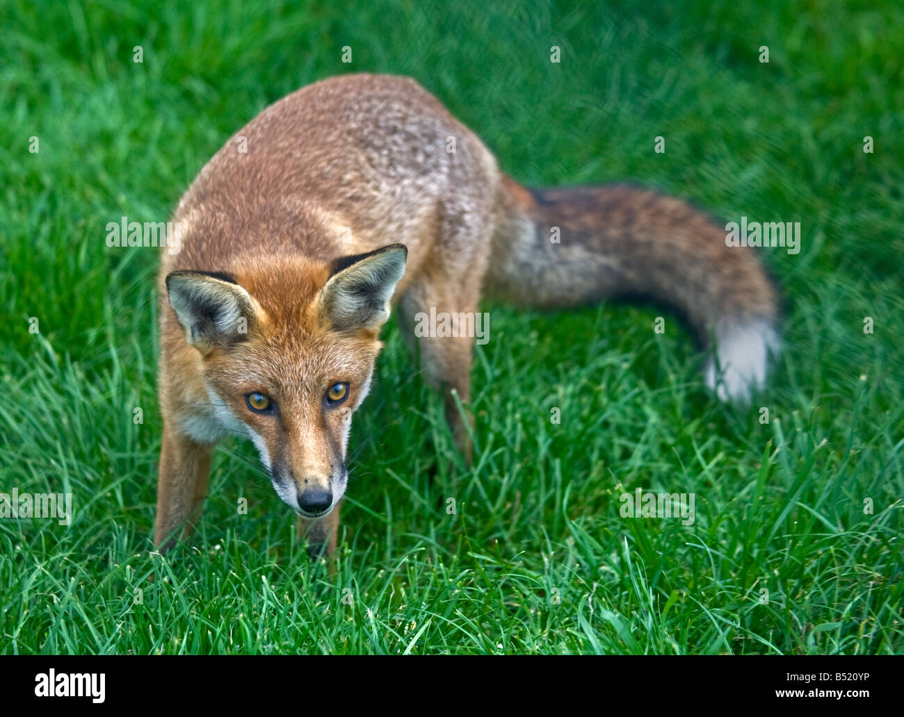 European Red Fox (Vulpes vulpes), UK Stock Photo - Alamy