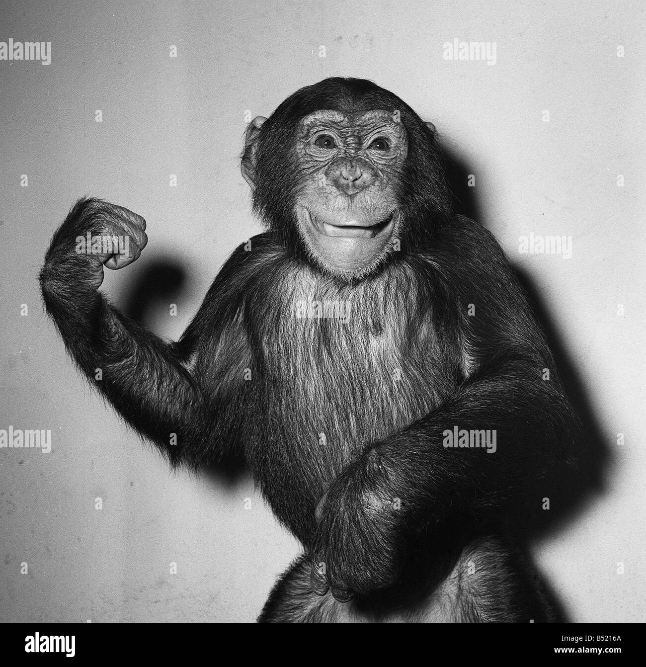 A Chimp 1955 Come and have a go if you think you re hard enough Stock ...