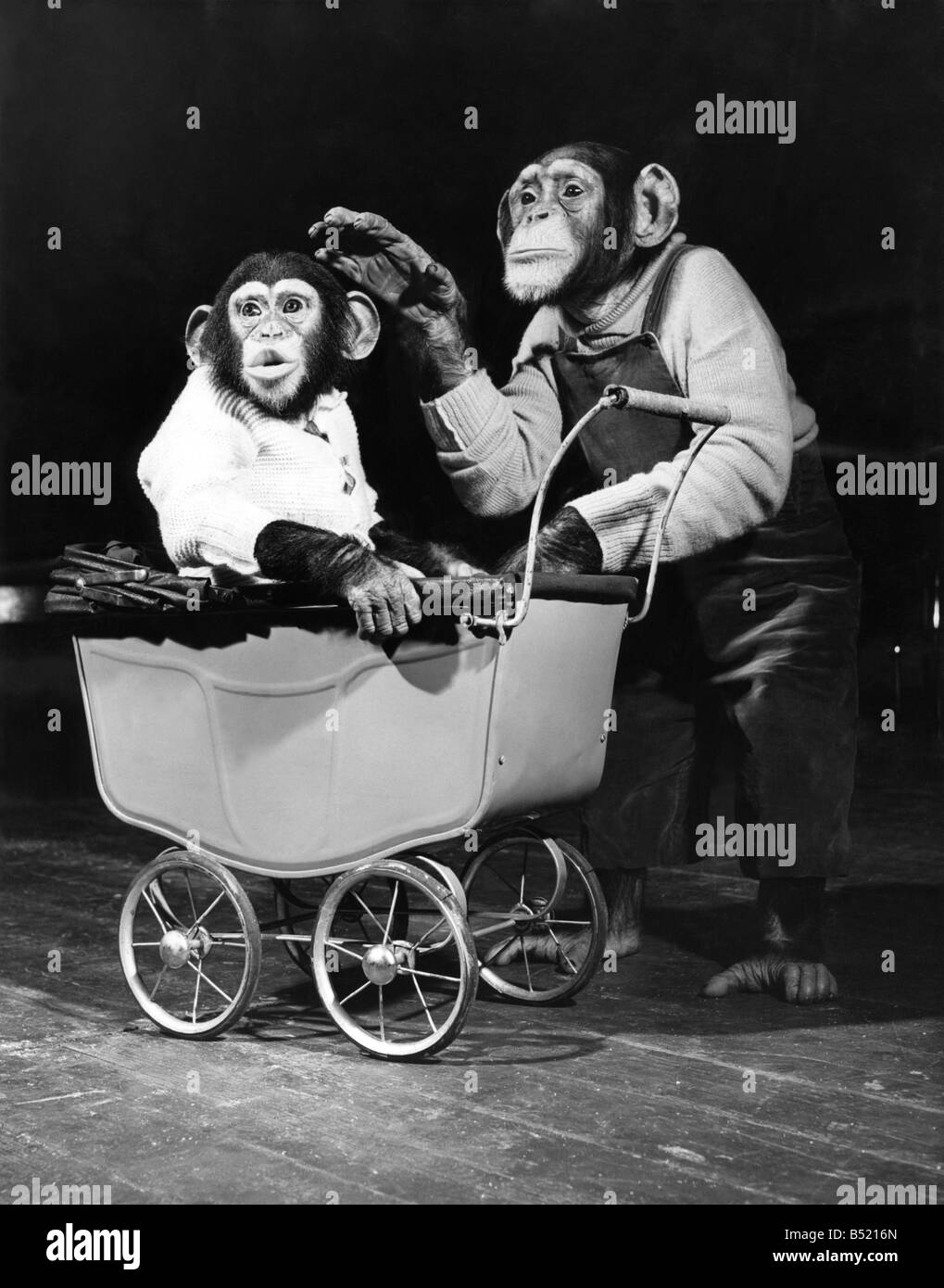 Chimpanzees performing at Bertram Mills Circus April 1952 Stock Photo ...