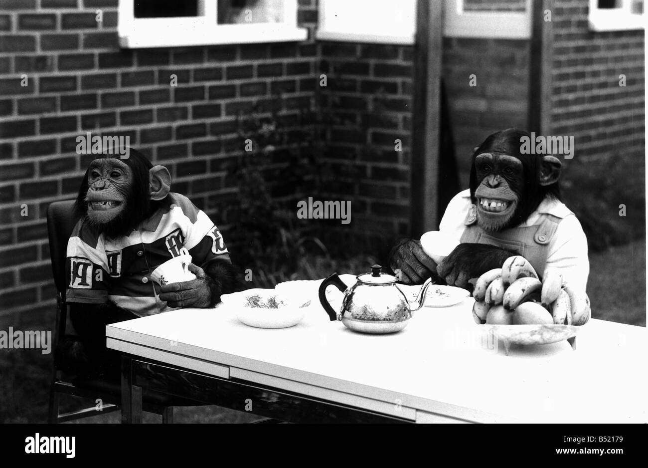 Party animals chimpanzees hi-res stock photography and images - Alamy