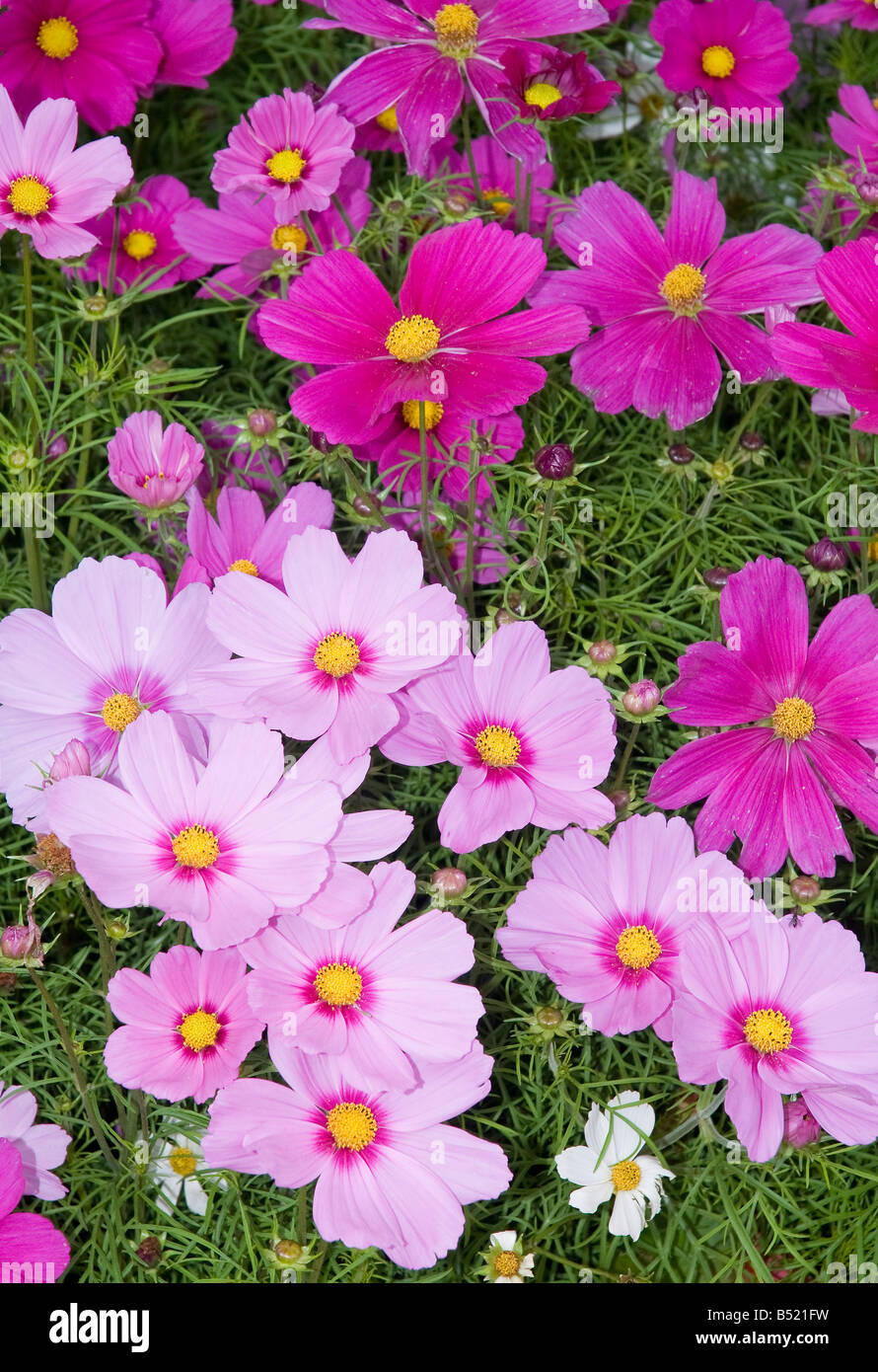 Cosmos bipinnatus Sonata pink (Pink Cosmos Stock Photo - Alamy
