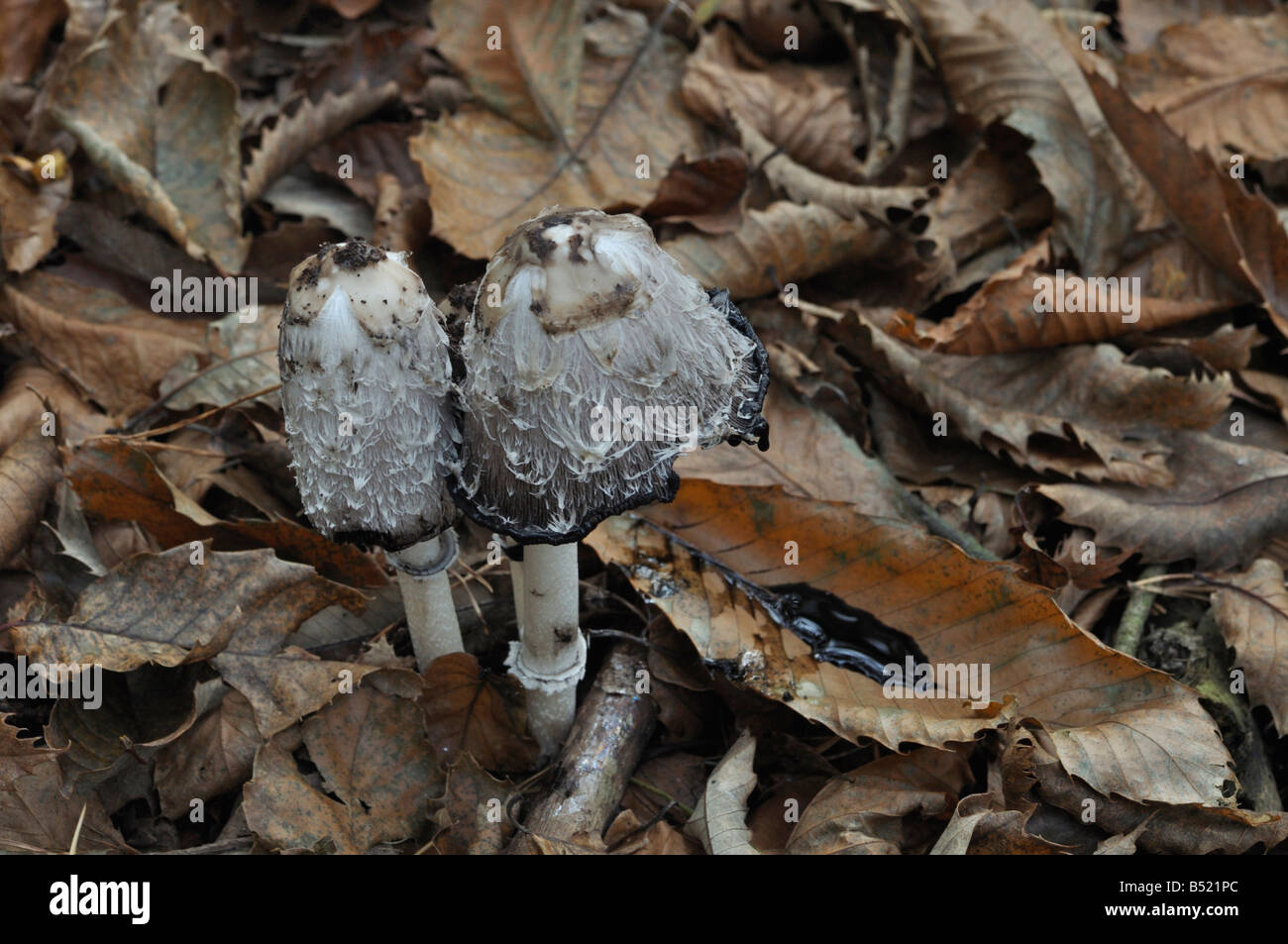 Ink fungus hi-res stock photography and images - Alamy
