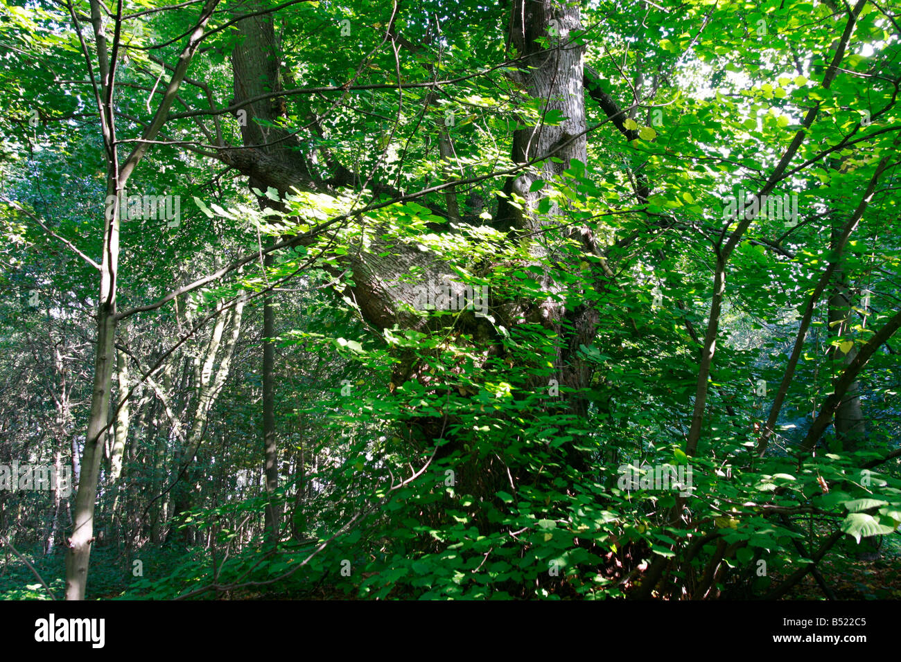 Large Leaved Lime in the main drive This is one of the largest trees of ...