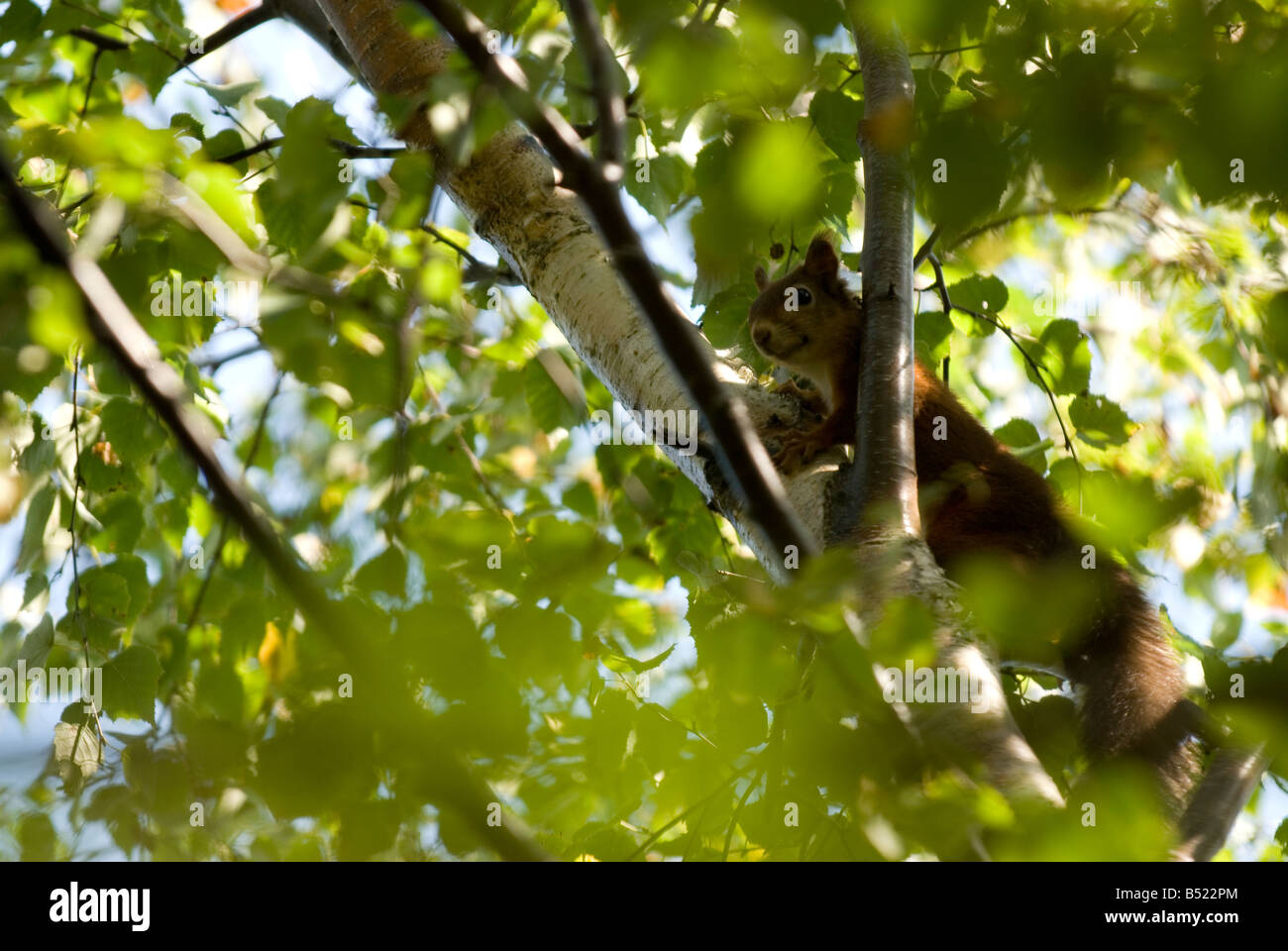Red squirrel in its habitat Stock Photo - Alamy