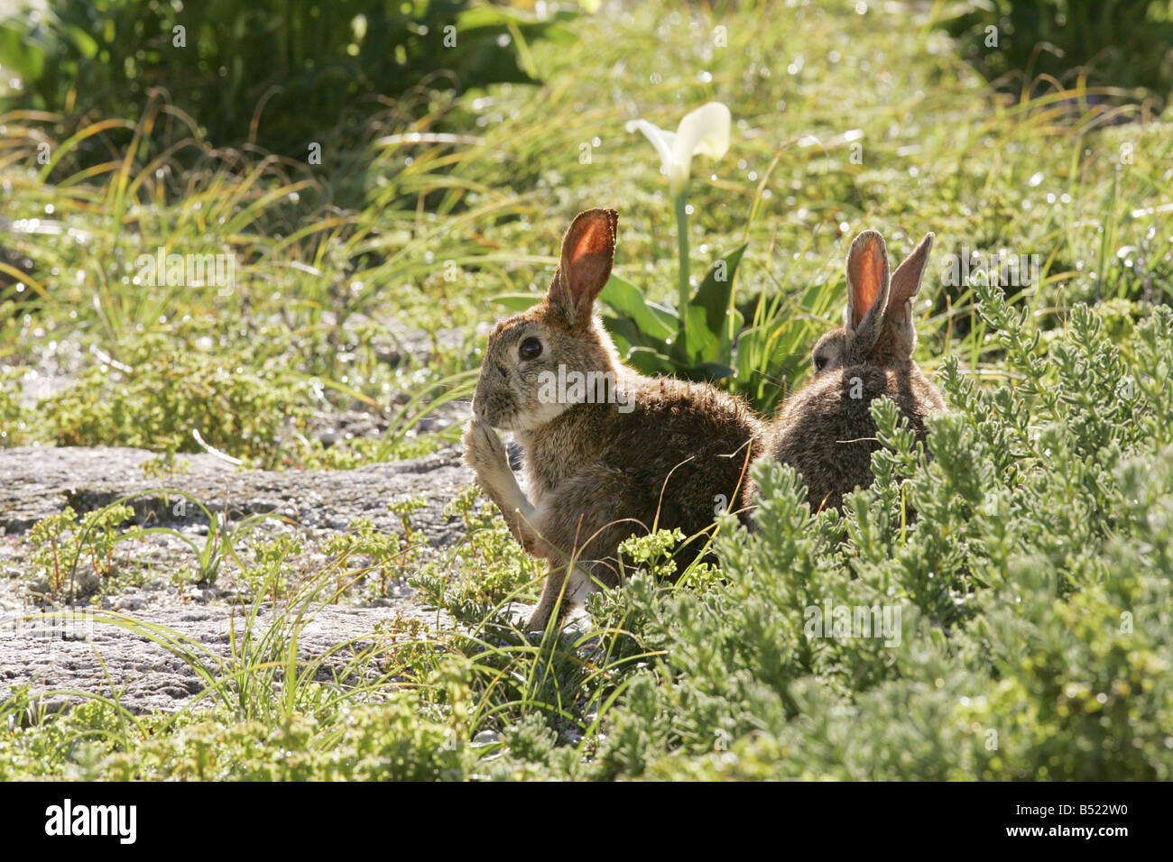 Rabbits, Dassen Nature Reserve, Cape Town Stock Photo - Alamy