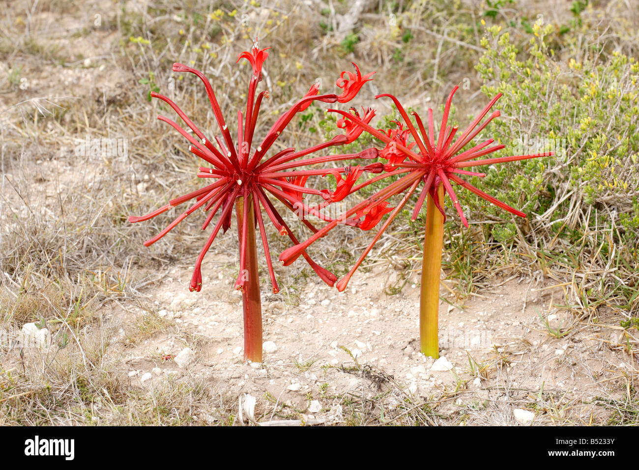 Ystervark point hi-res stock photography and images - Alamy
