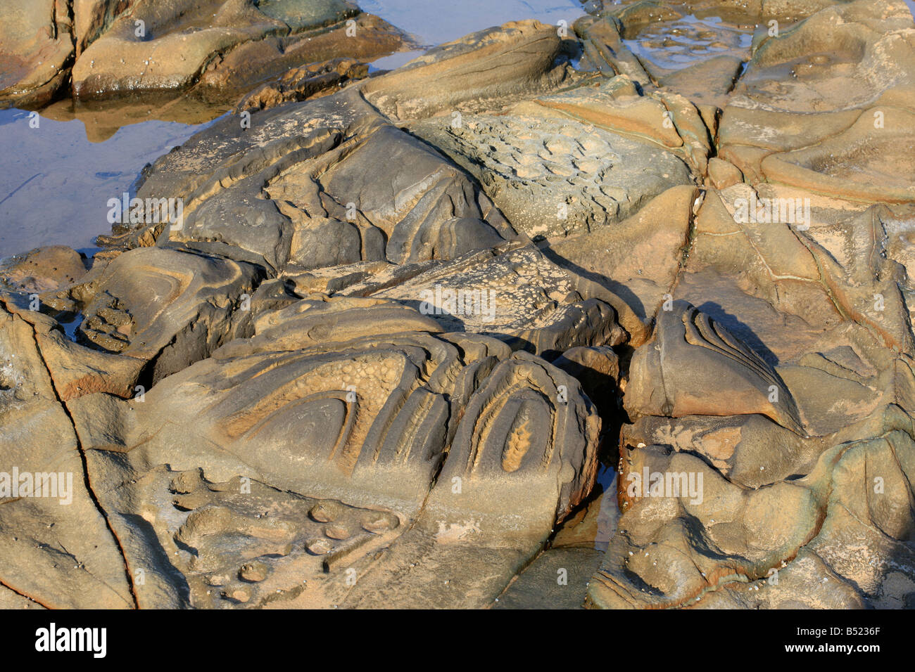 Rocks with Fossils, Wild Coast, South Africa Stock Photo - Alamy